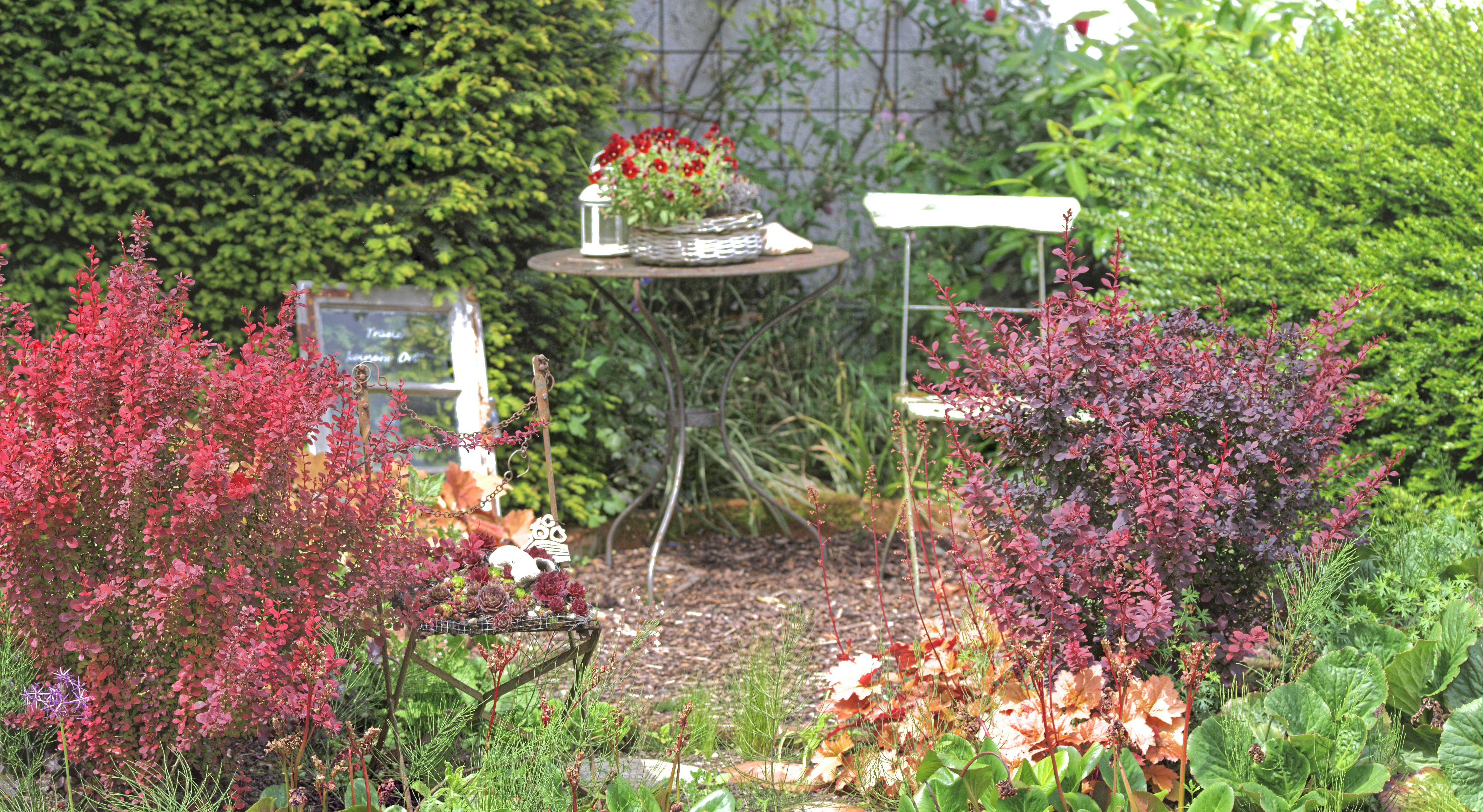 Morning Tea Garden Scene with Potted Arrangement and Blooming Hedges