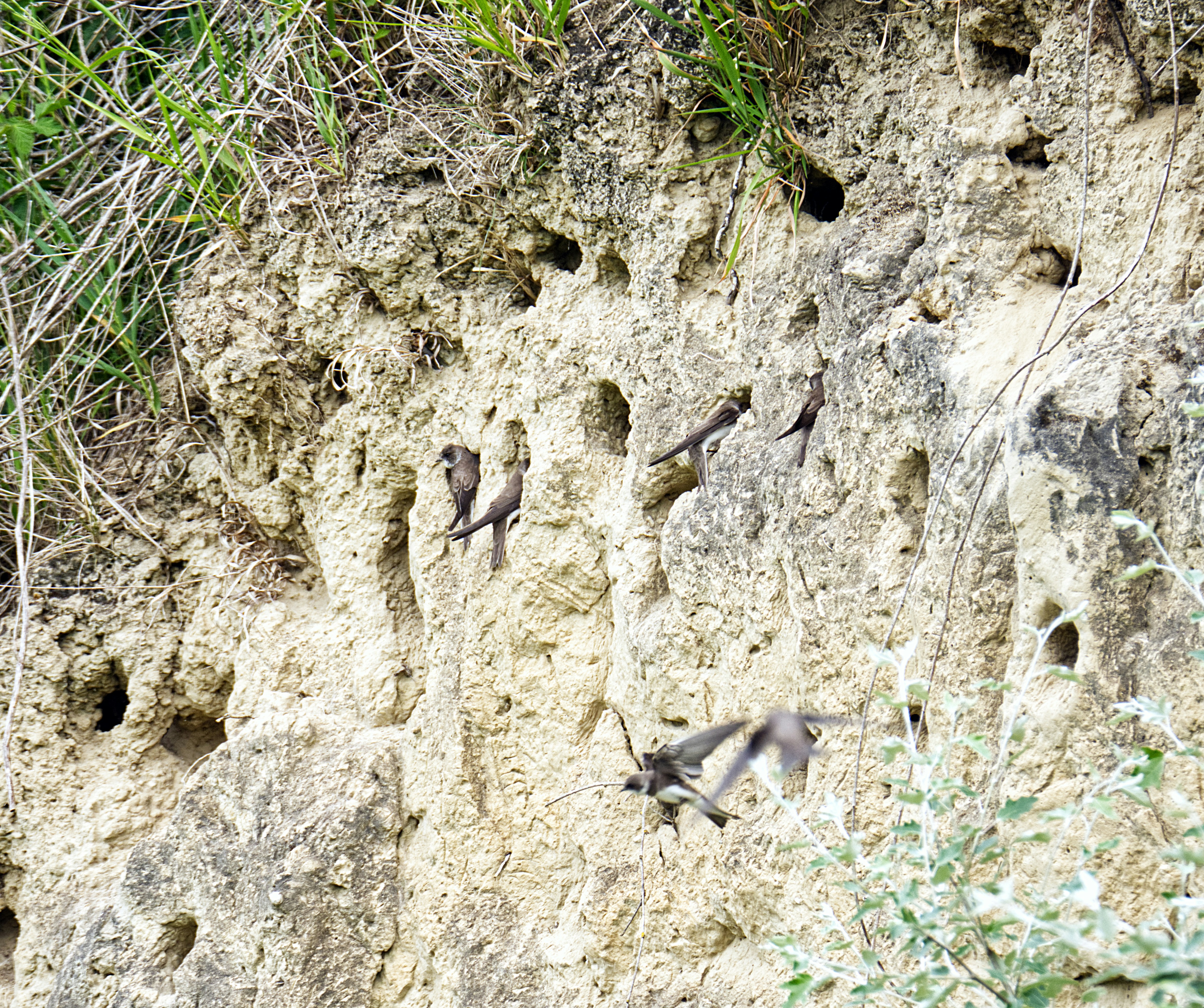 Dusty cliffside with burrowing holes as swallows skim the surface