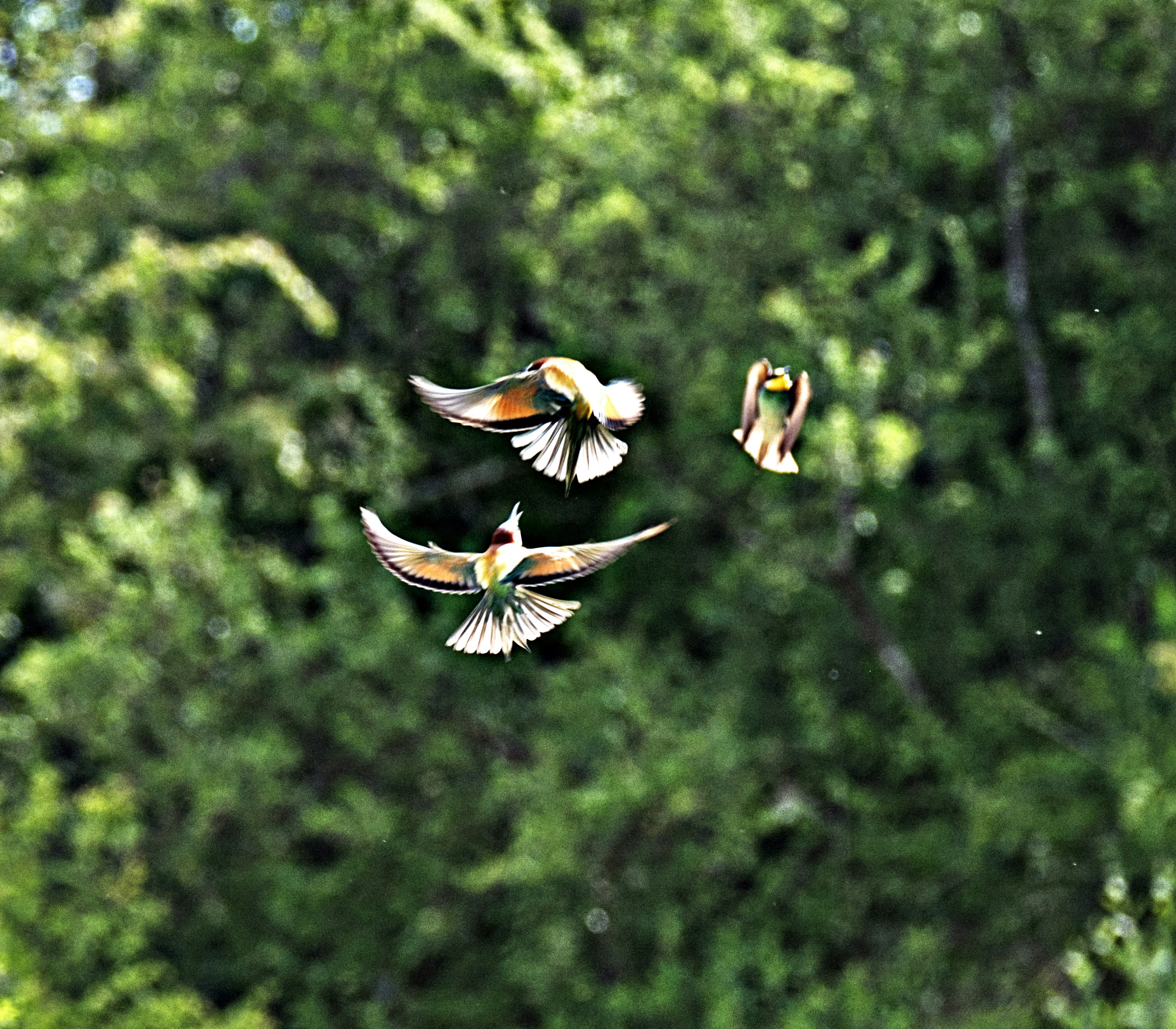 Three Swallow Uplift: A Diections of Winged Pause Against Green Canopy
