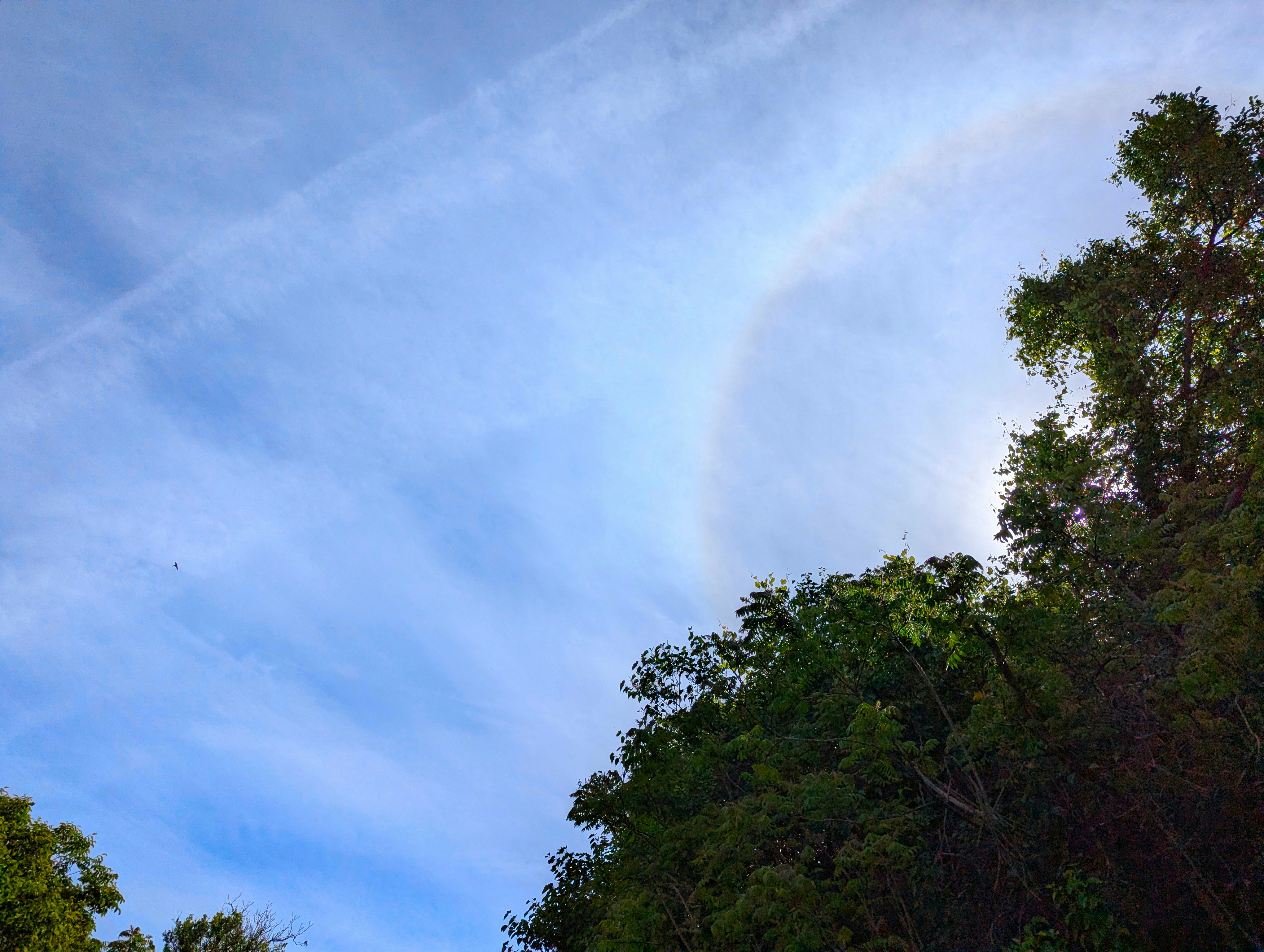 Bright blue sky, faint halo, contrail, and green tree canopy.