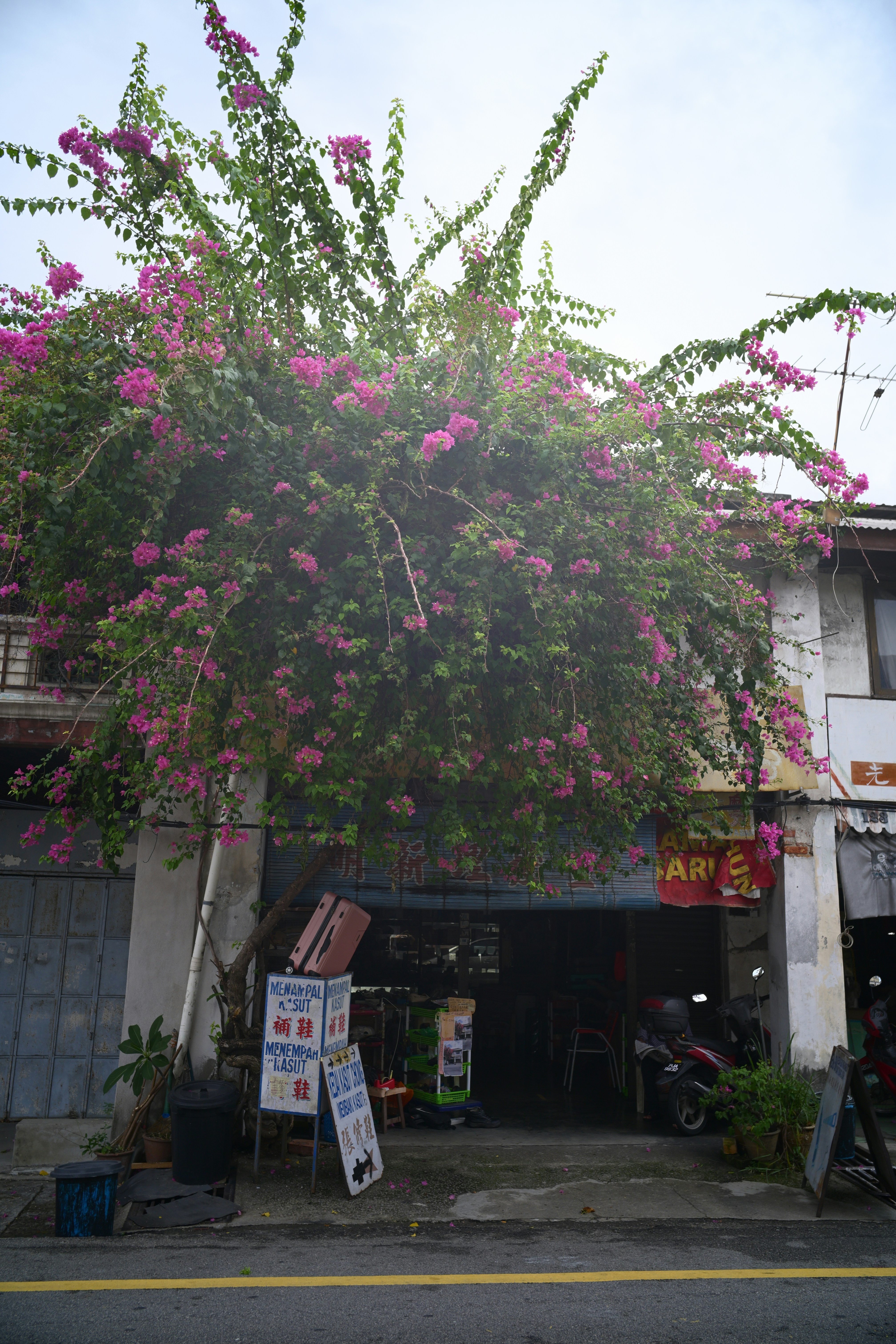 Bougainvillea Arch Over an Urban Shopfront