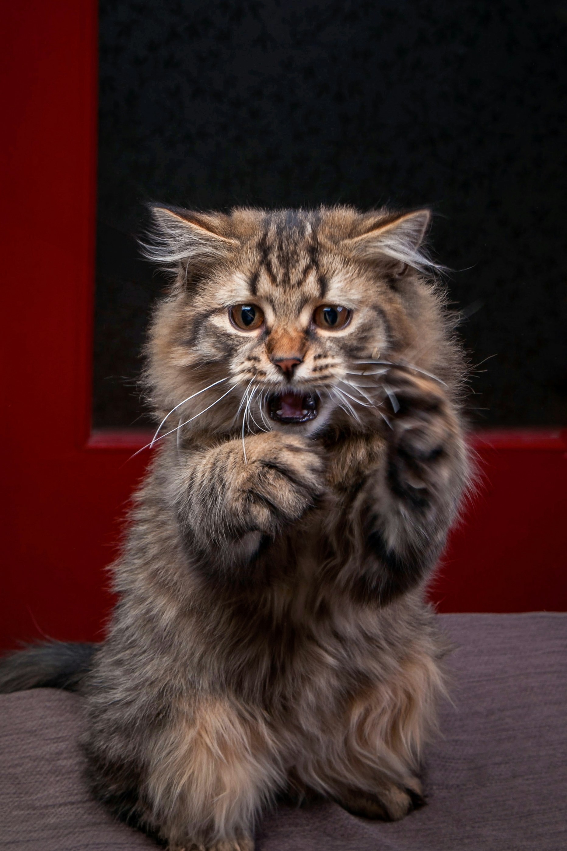 Kitten Frightened by a Delicate Snack