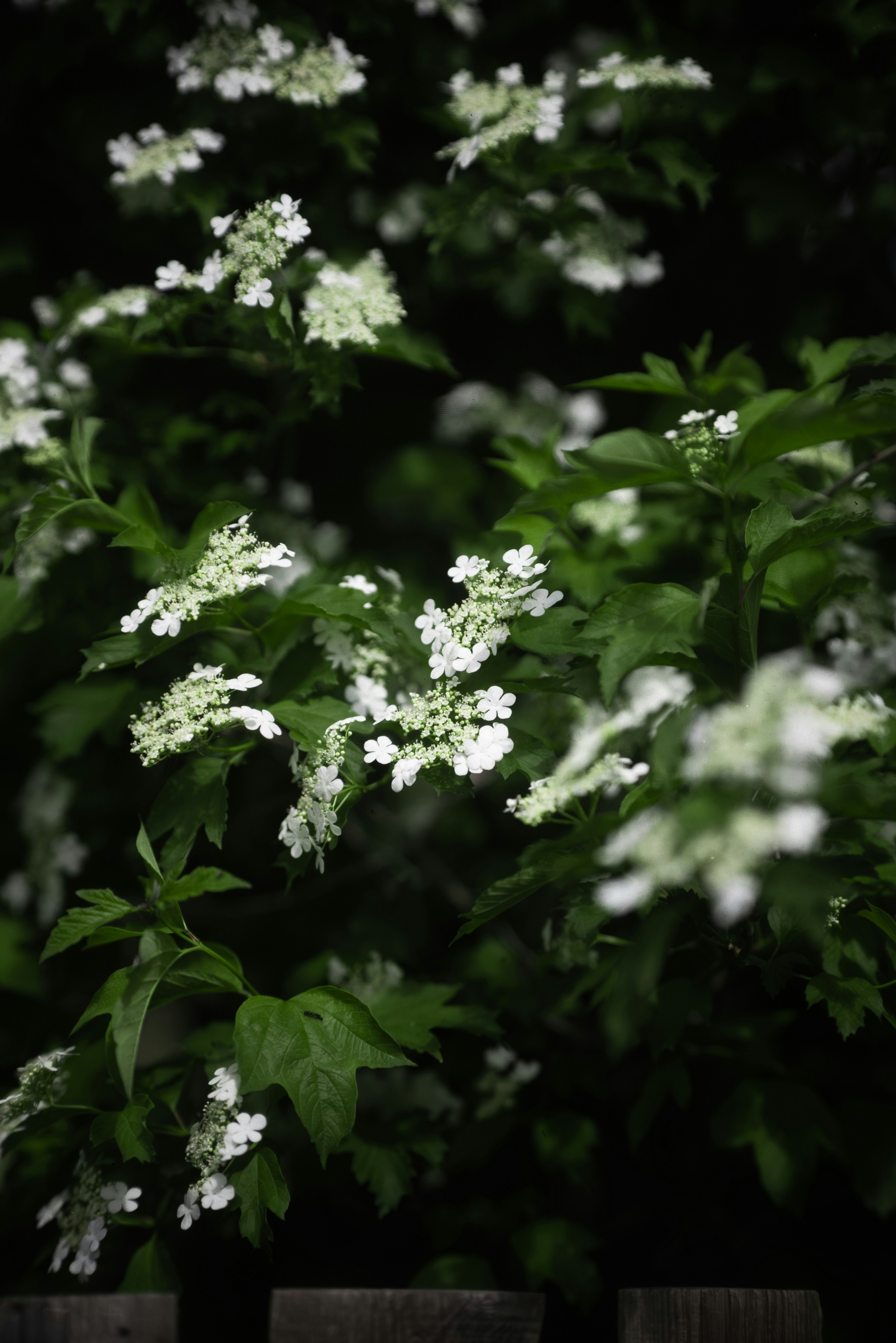 White lace blossoms framing a shadowed garden edge