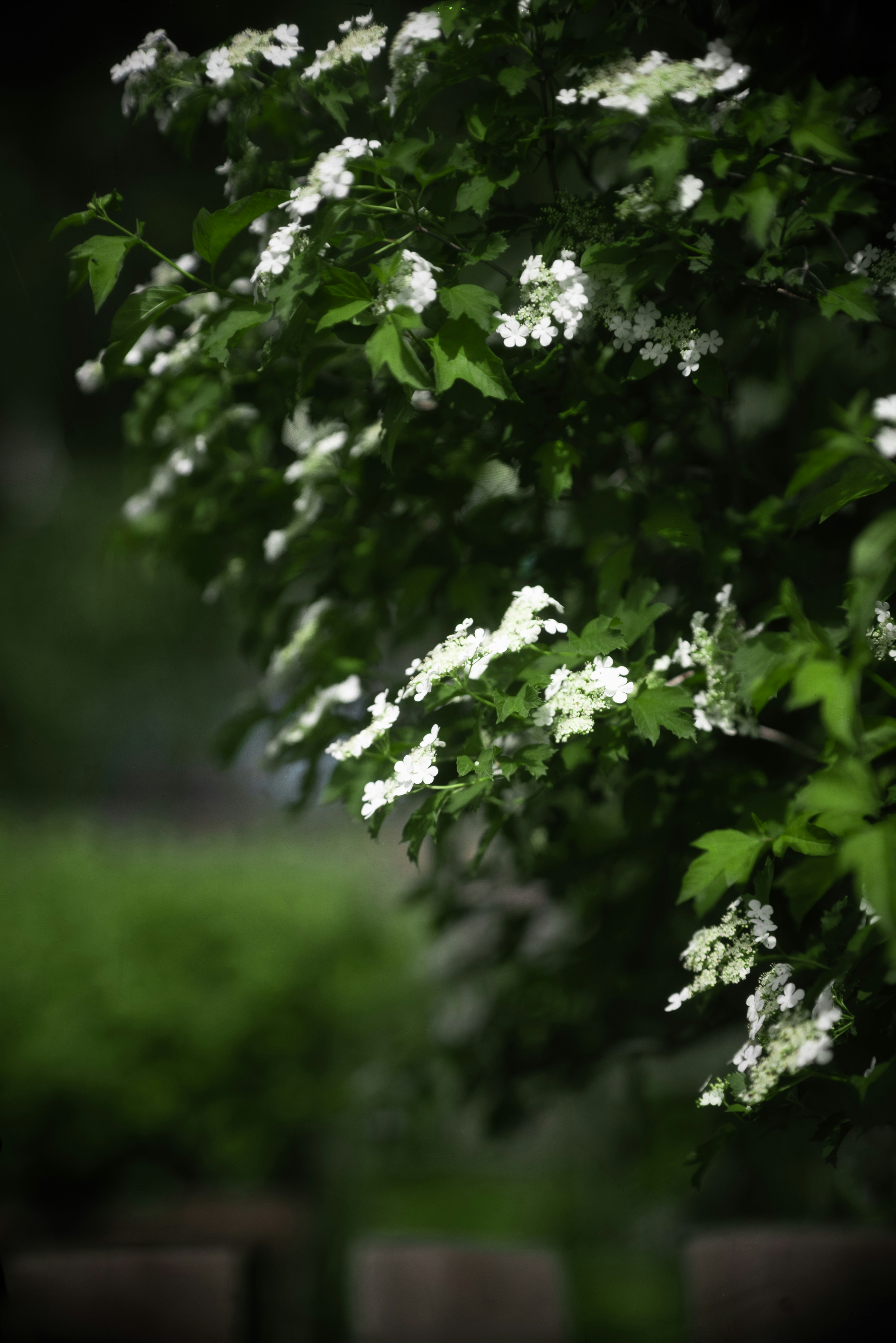 White blossoms on a shadowed archway of greenery