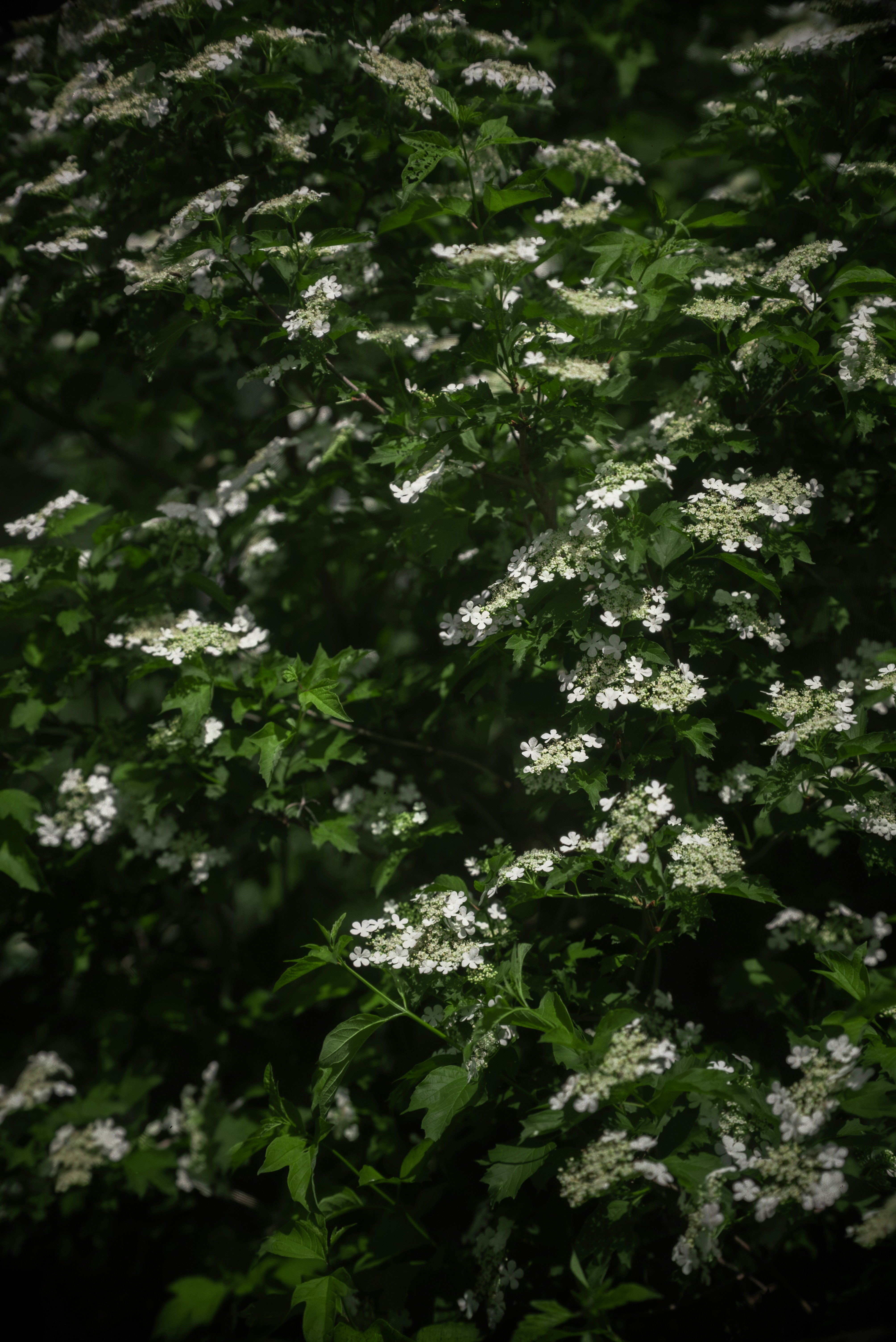 Whispers of White Blossoms in a Shadowed Thicket