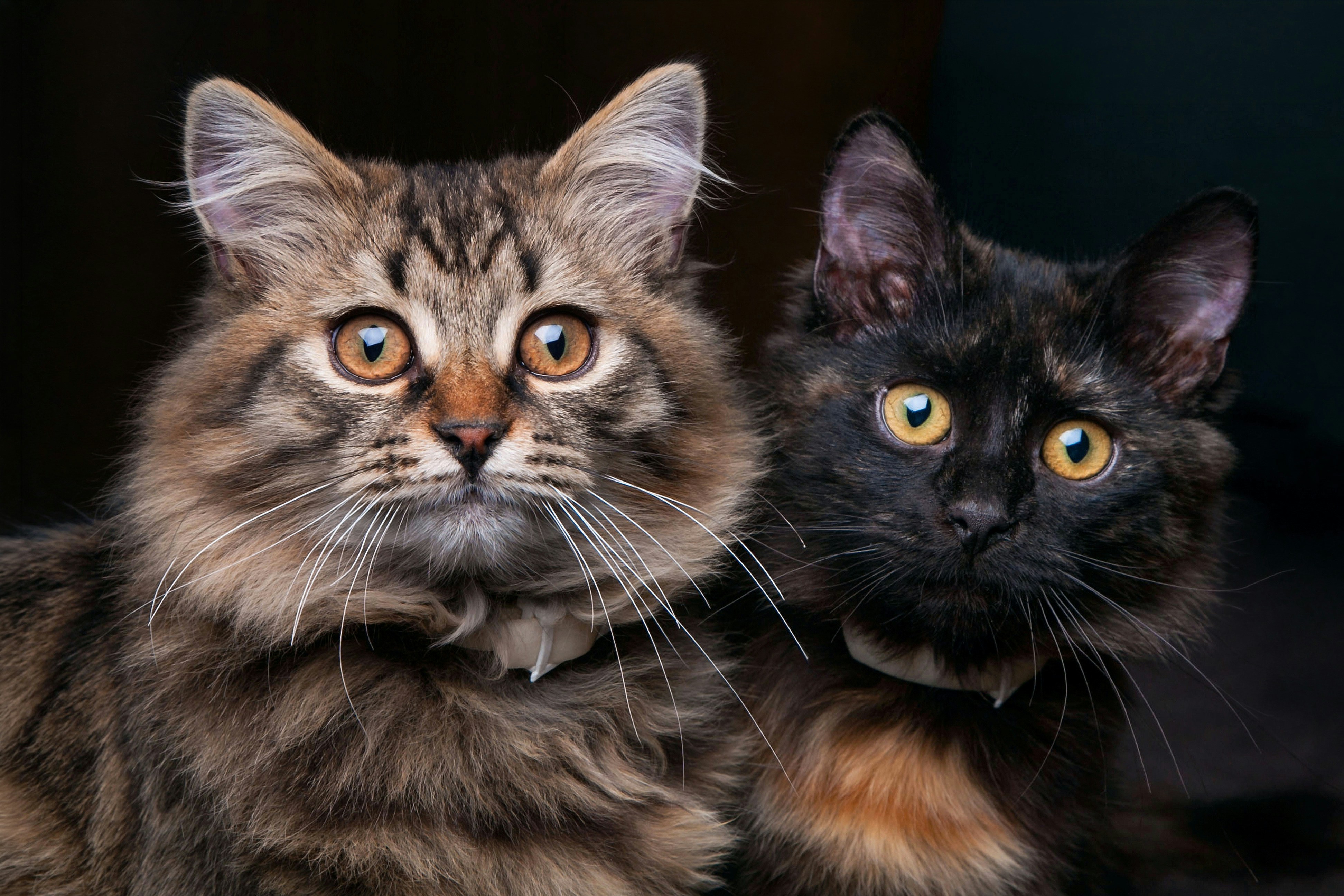 Twin Vistas: Close-Up of A Pair of Curious Cats