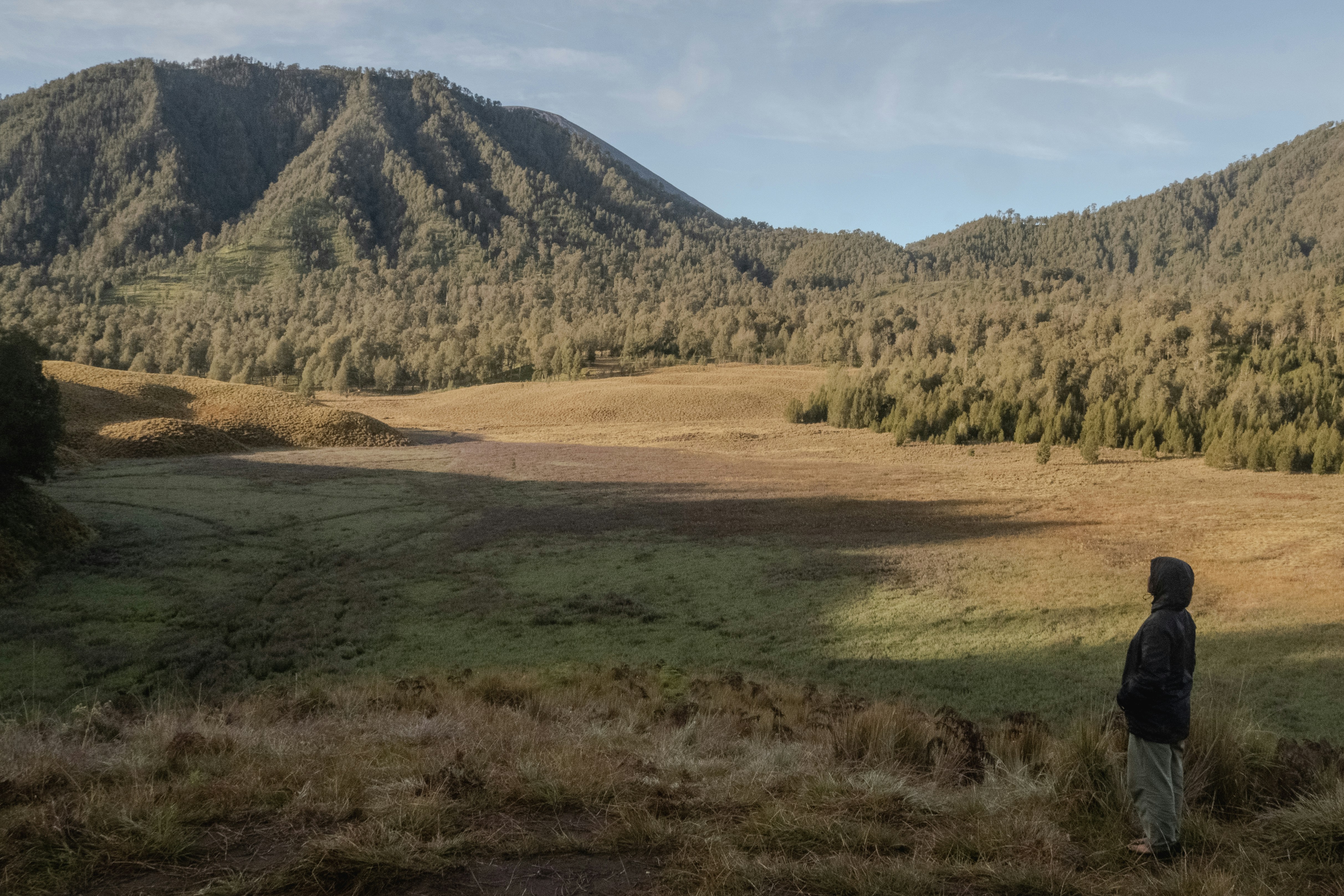 Watcher in the Basin: A Lone Figure Beneath Expansive Pines
