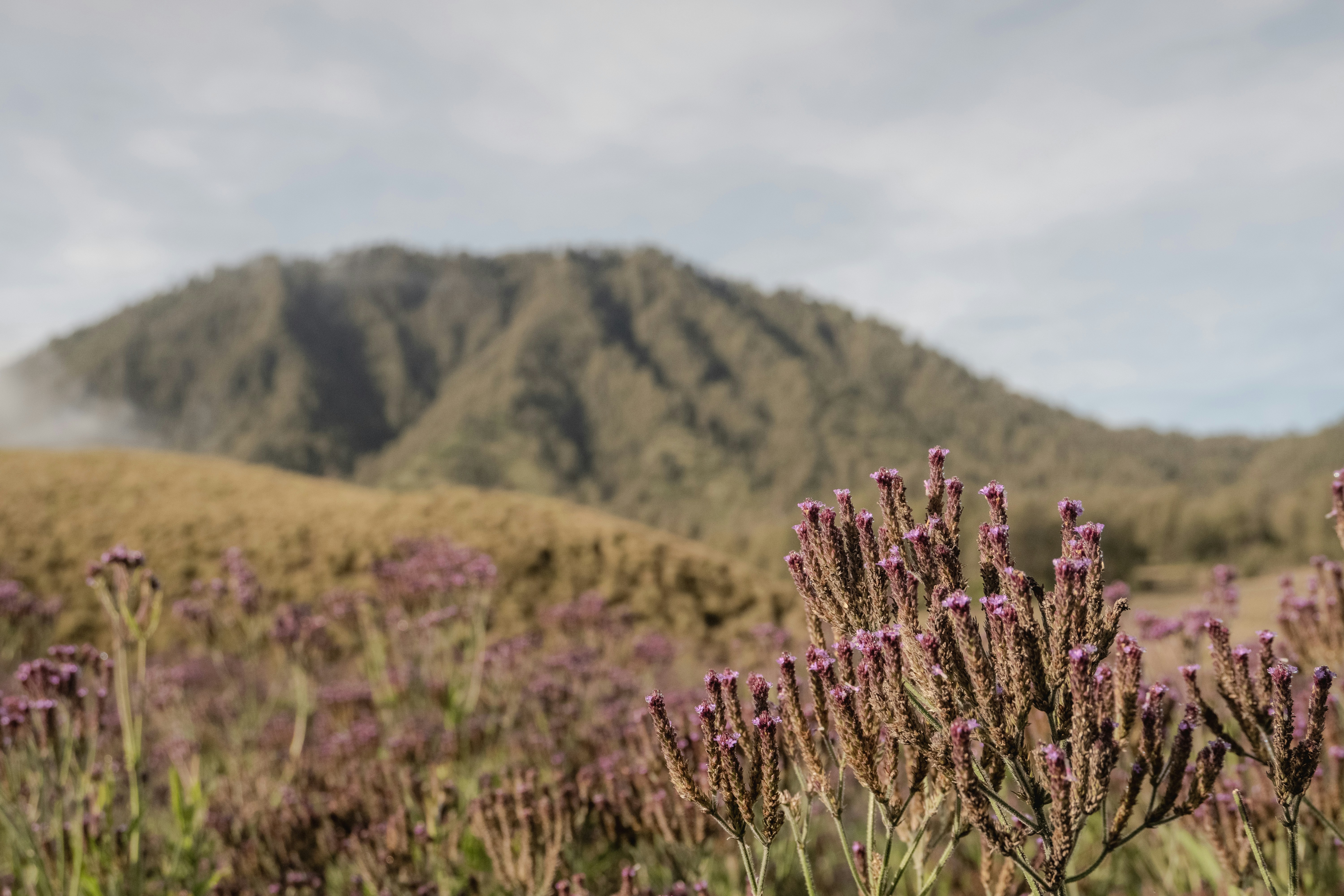 Purple-field landscape with distant ridge and wildflowers in foreground