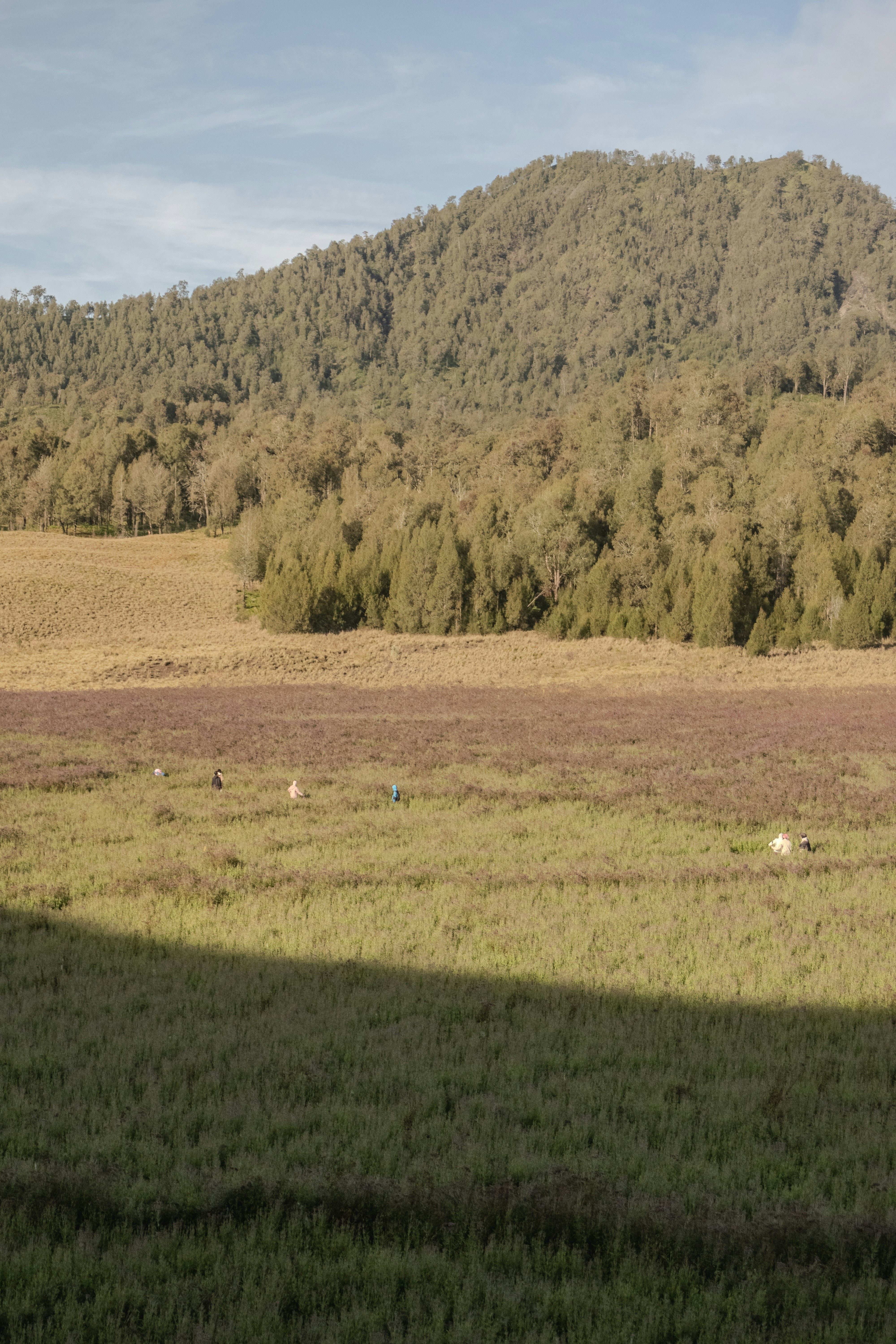 Golden Field Beneath a Quiet Forested Peak