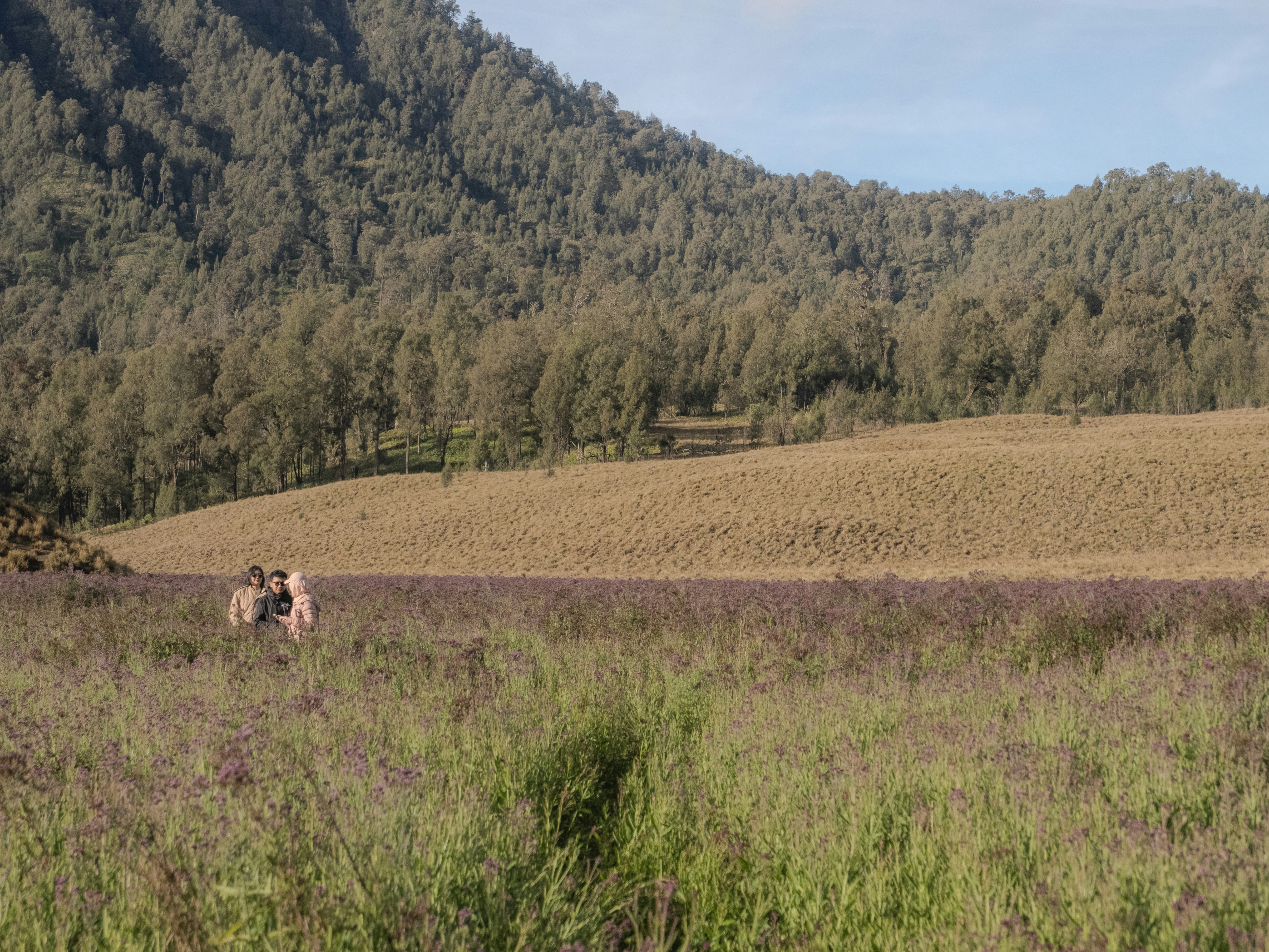 Lavender Field Portrait at Distant Orchard Edge