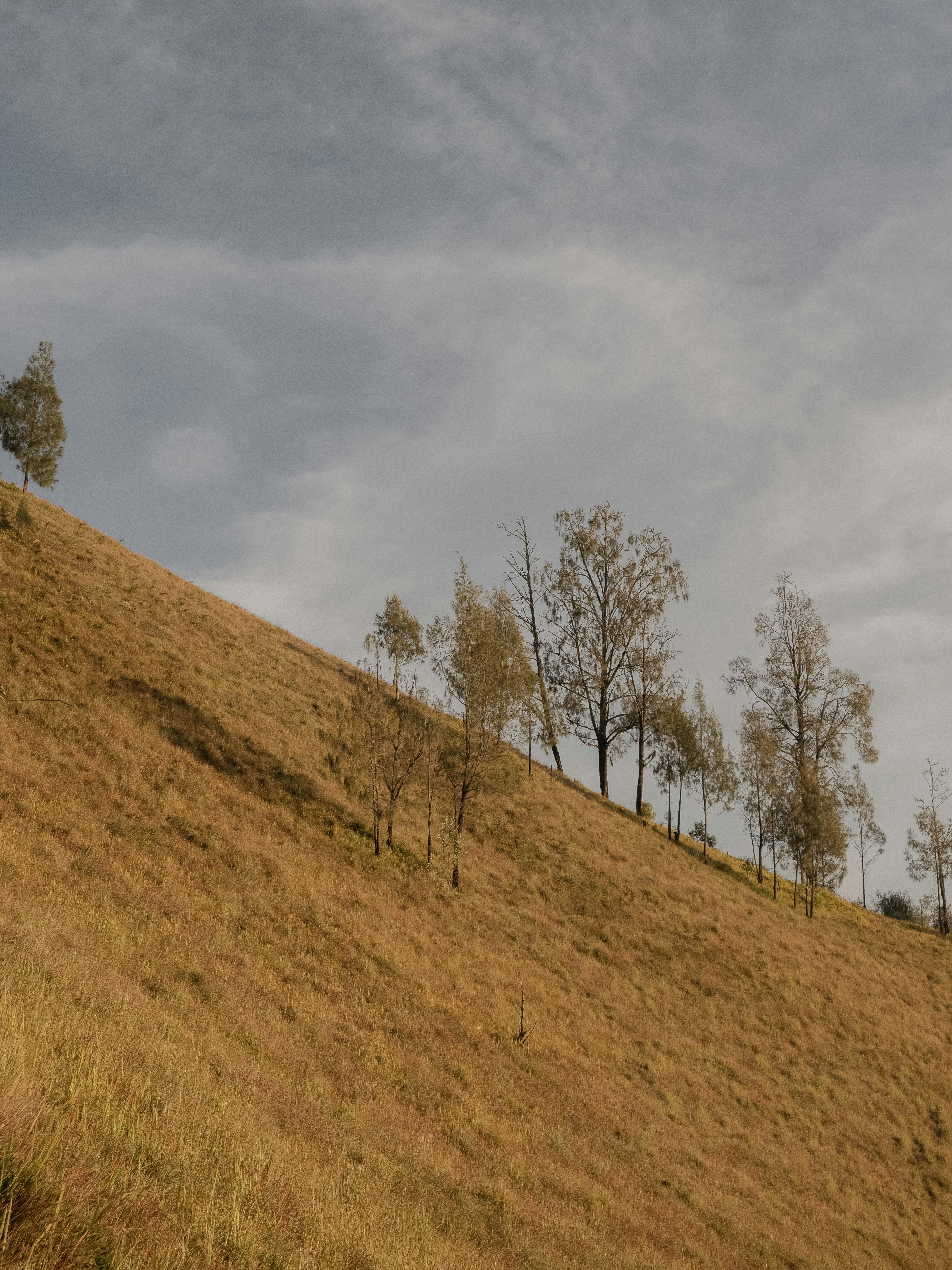 Slope of Quiet Pines under a Wide Sky