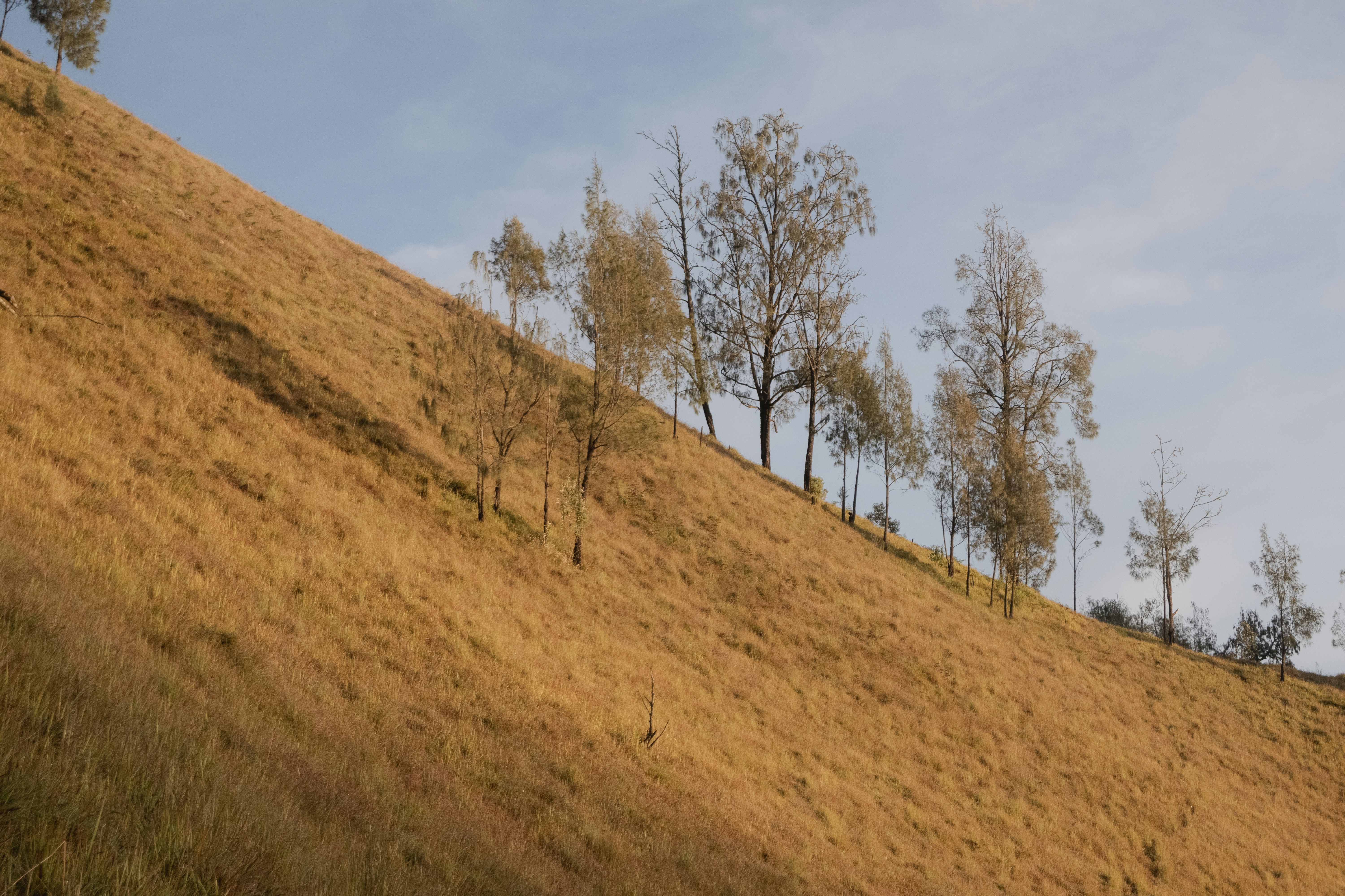 Golden Slope with Row of Trees