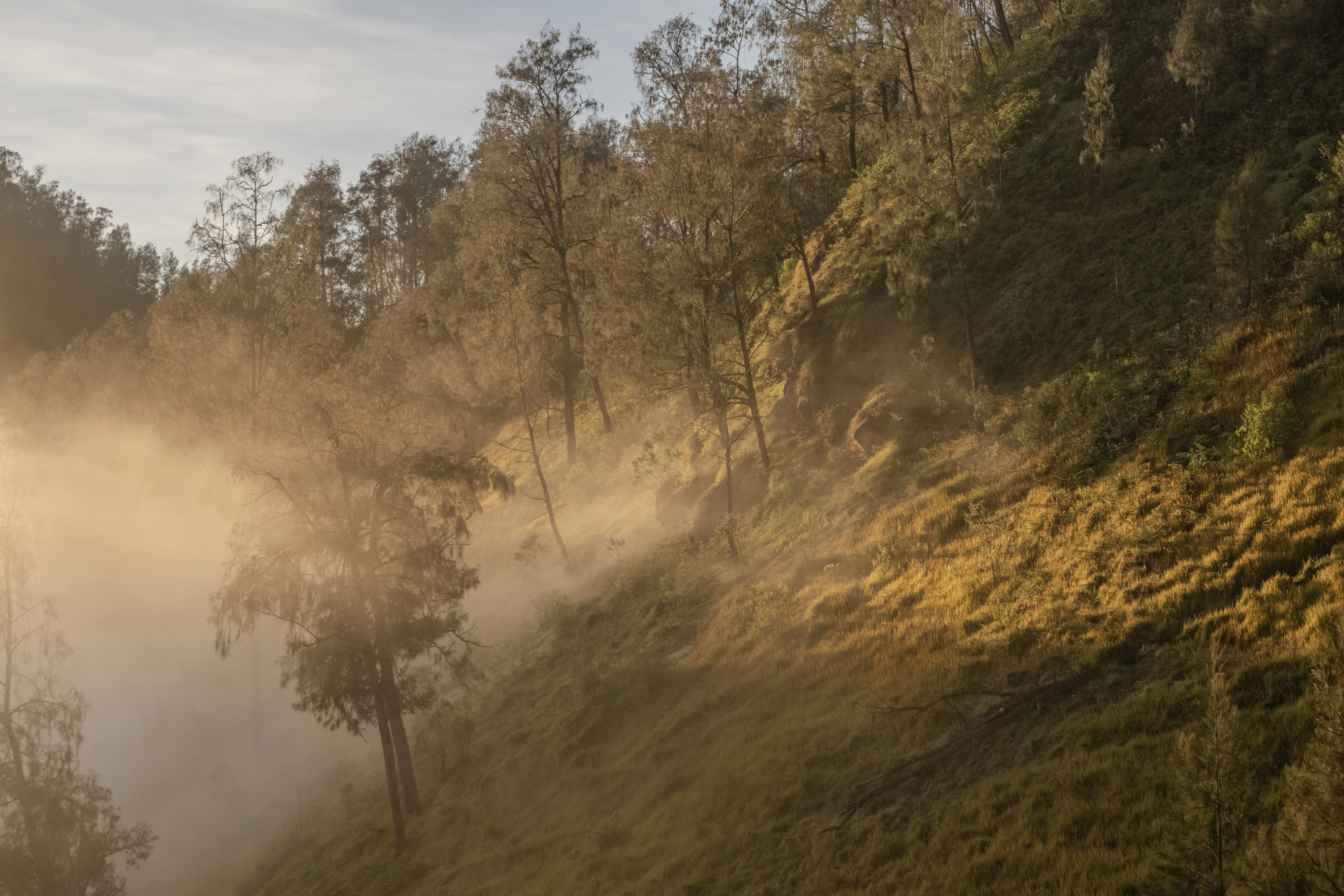 Mist-Soft Hillside: Morning Light Through Awakening Pines