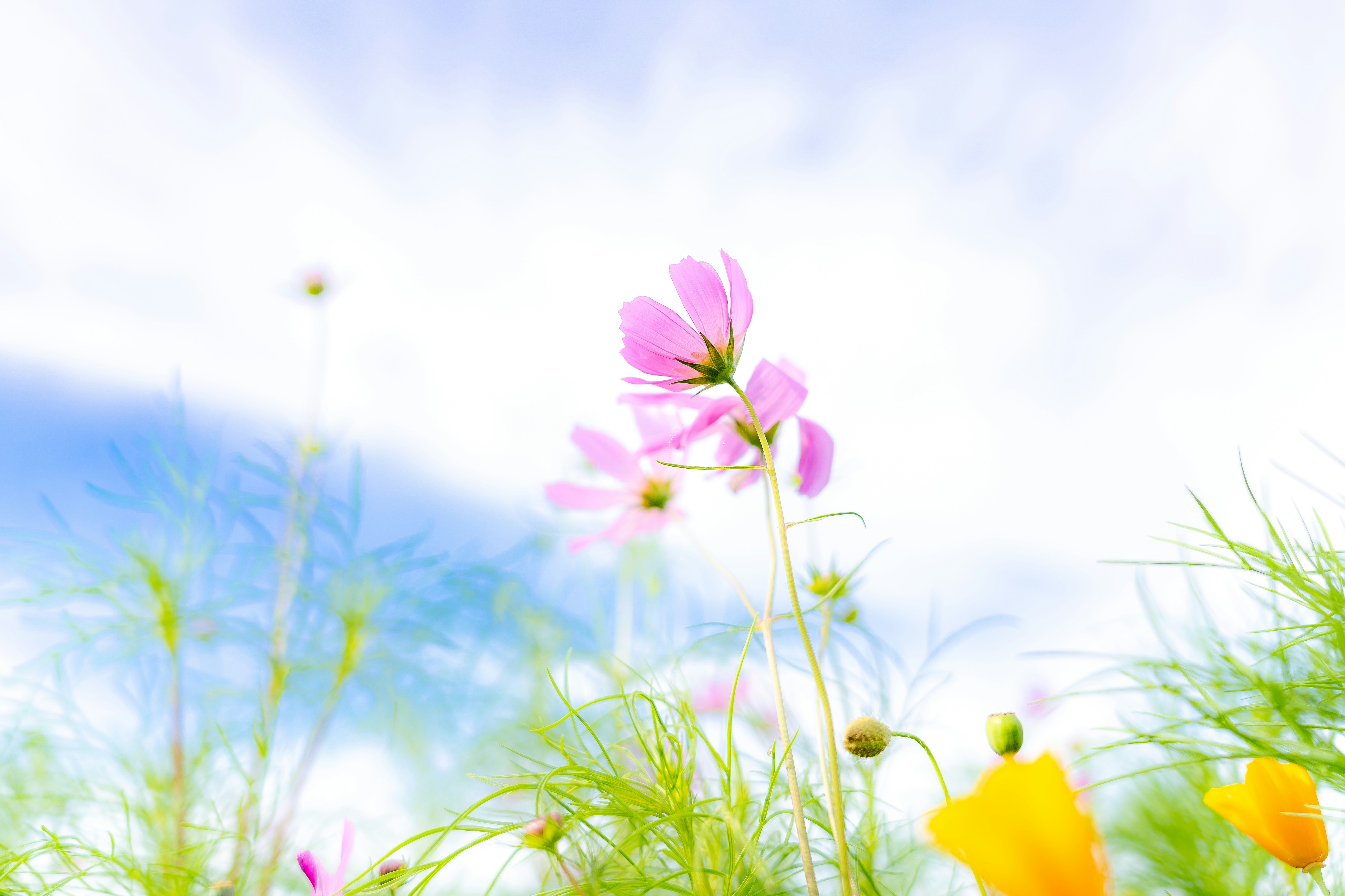 Petals to the Sky: A Sunlit Meadow in Focus