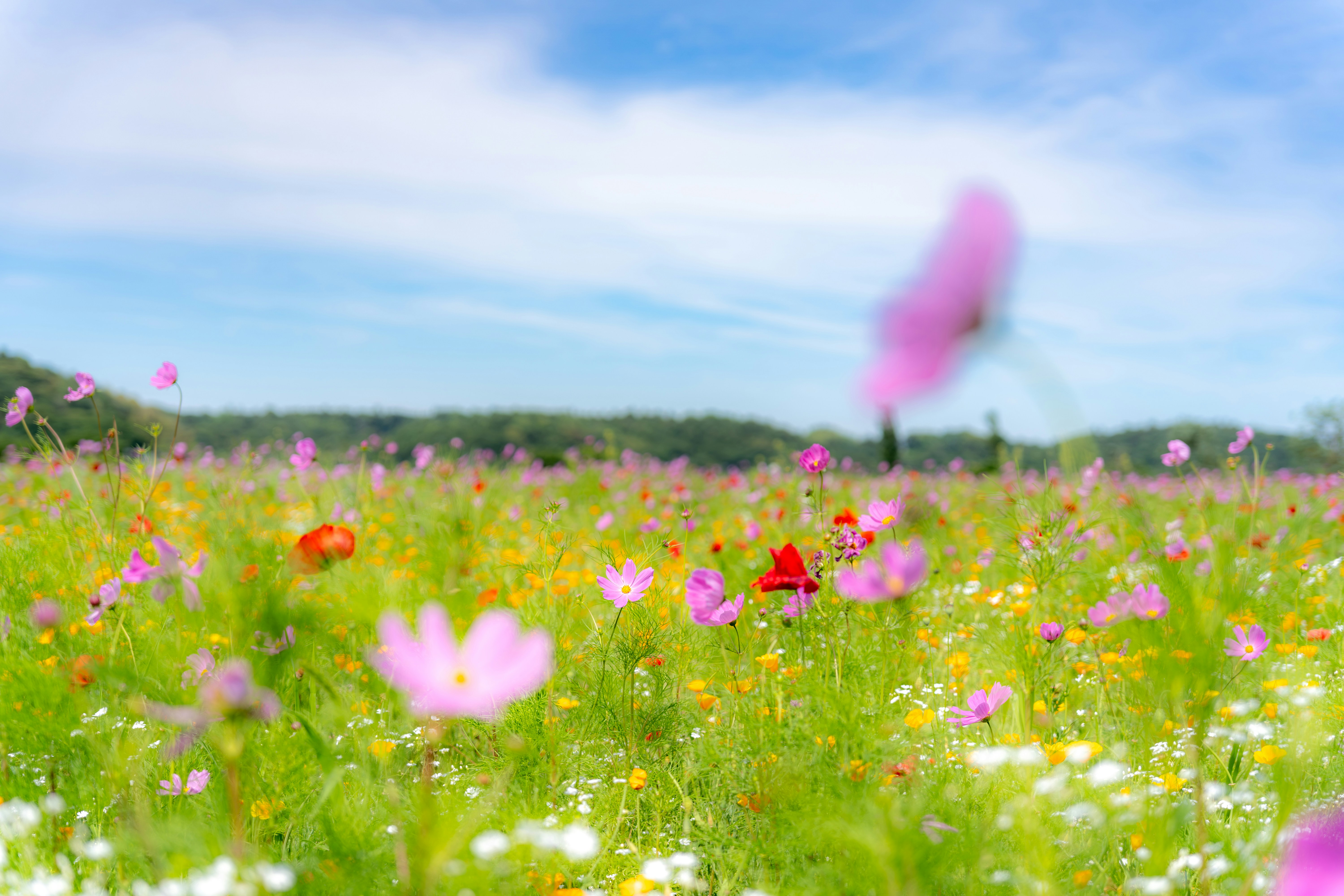 Blossom Field under a Bright Sky