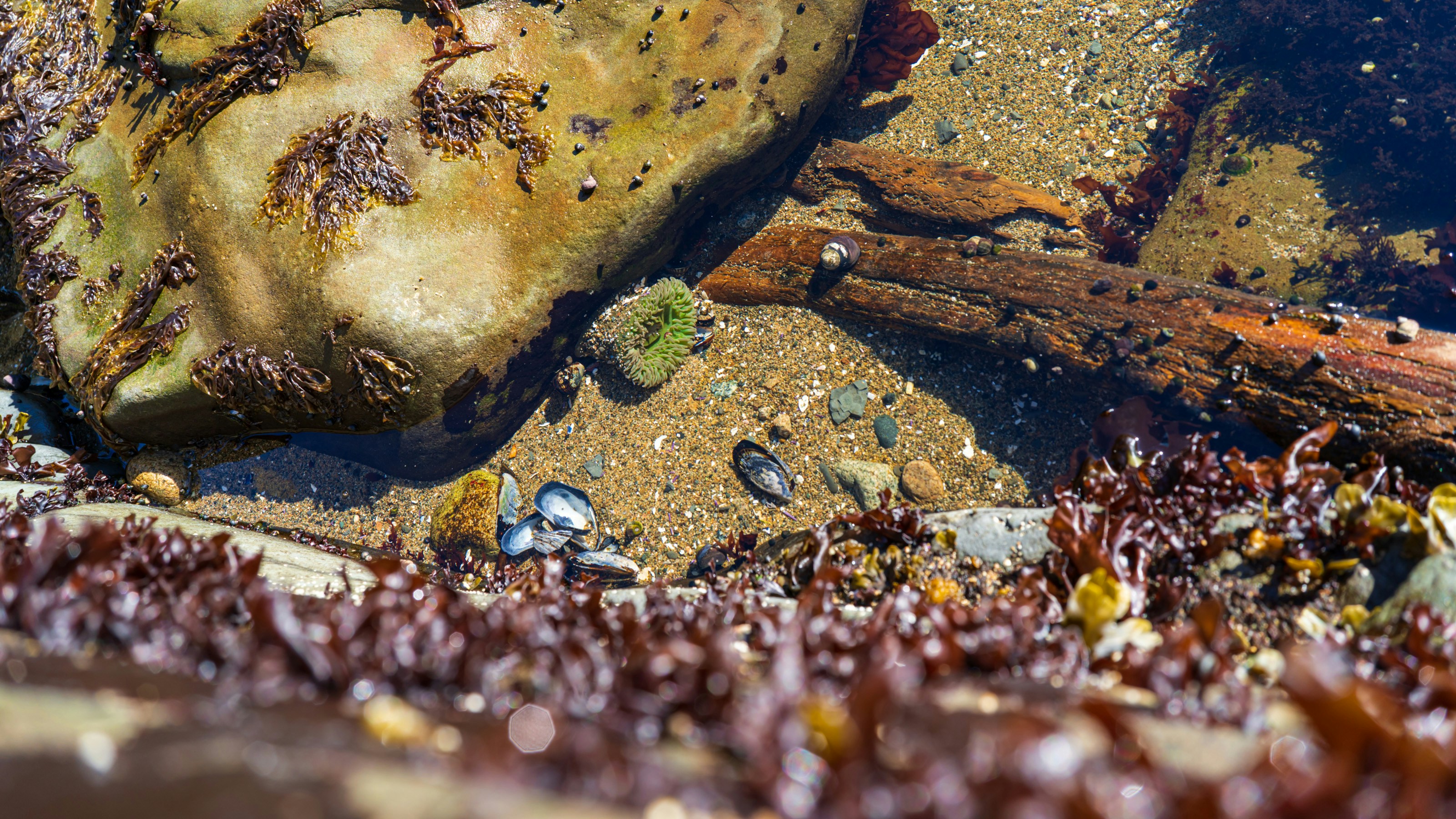 Pebbles, Seaweed, and Driftwood: Quiet Tideline Study