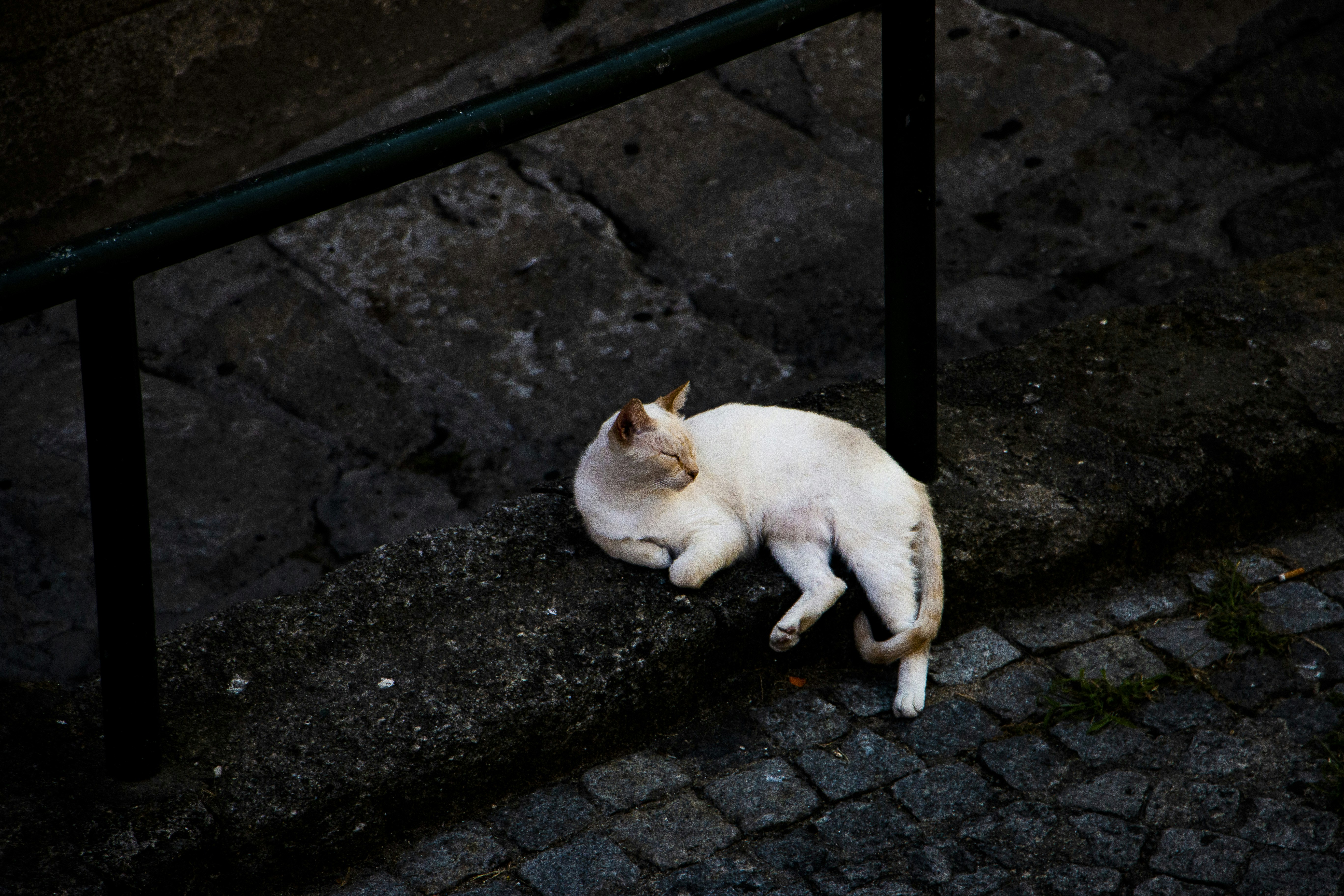 White Cat Resting on a Cobblestone Terrace under a Rail