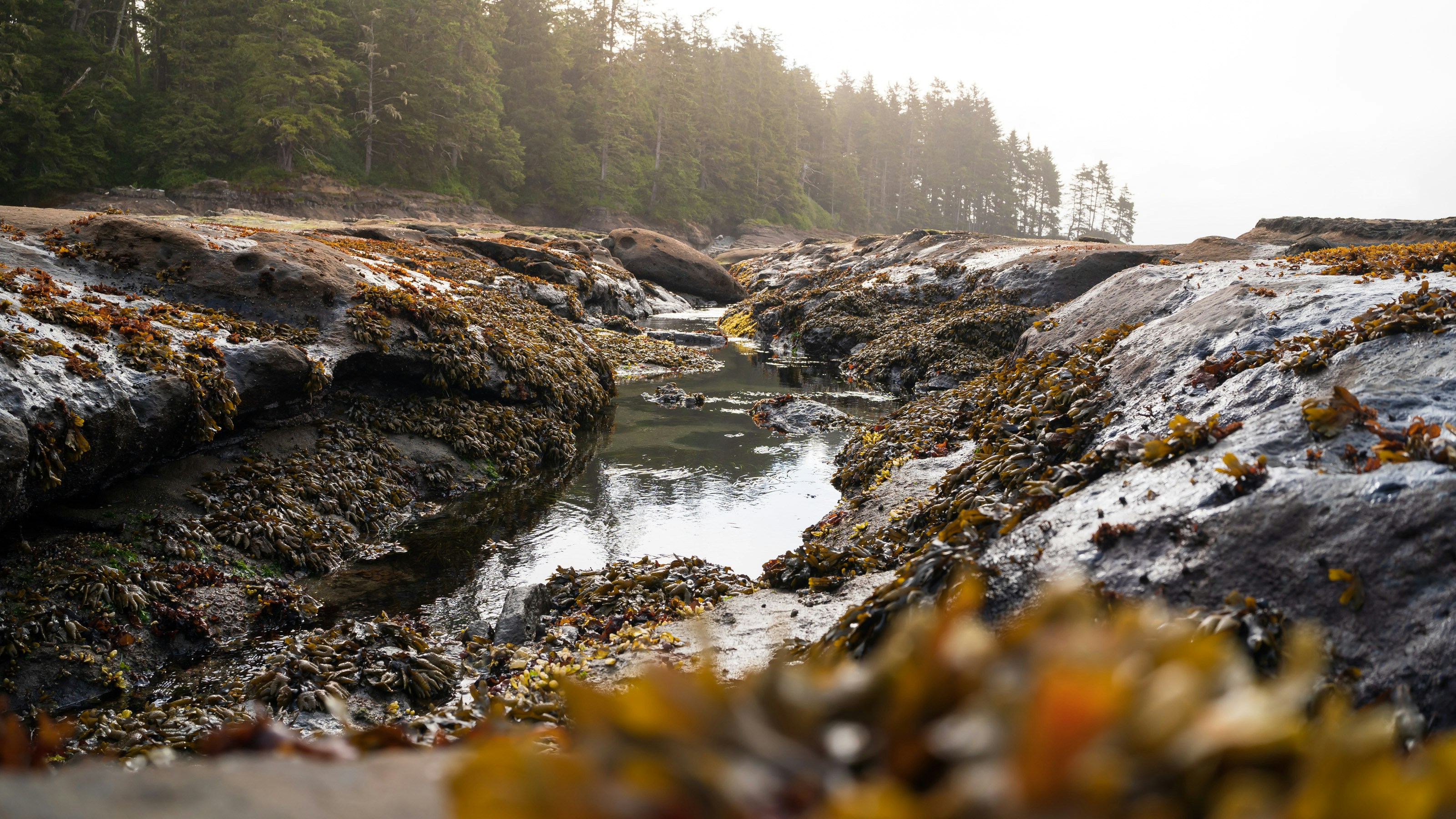 Rugged Tidepools: Mossy Canyons Meet the Quiet Forest
