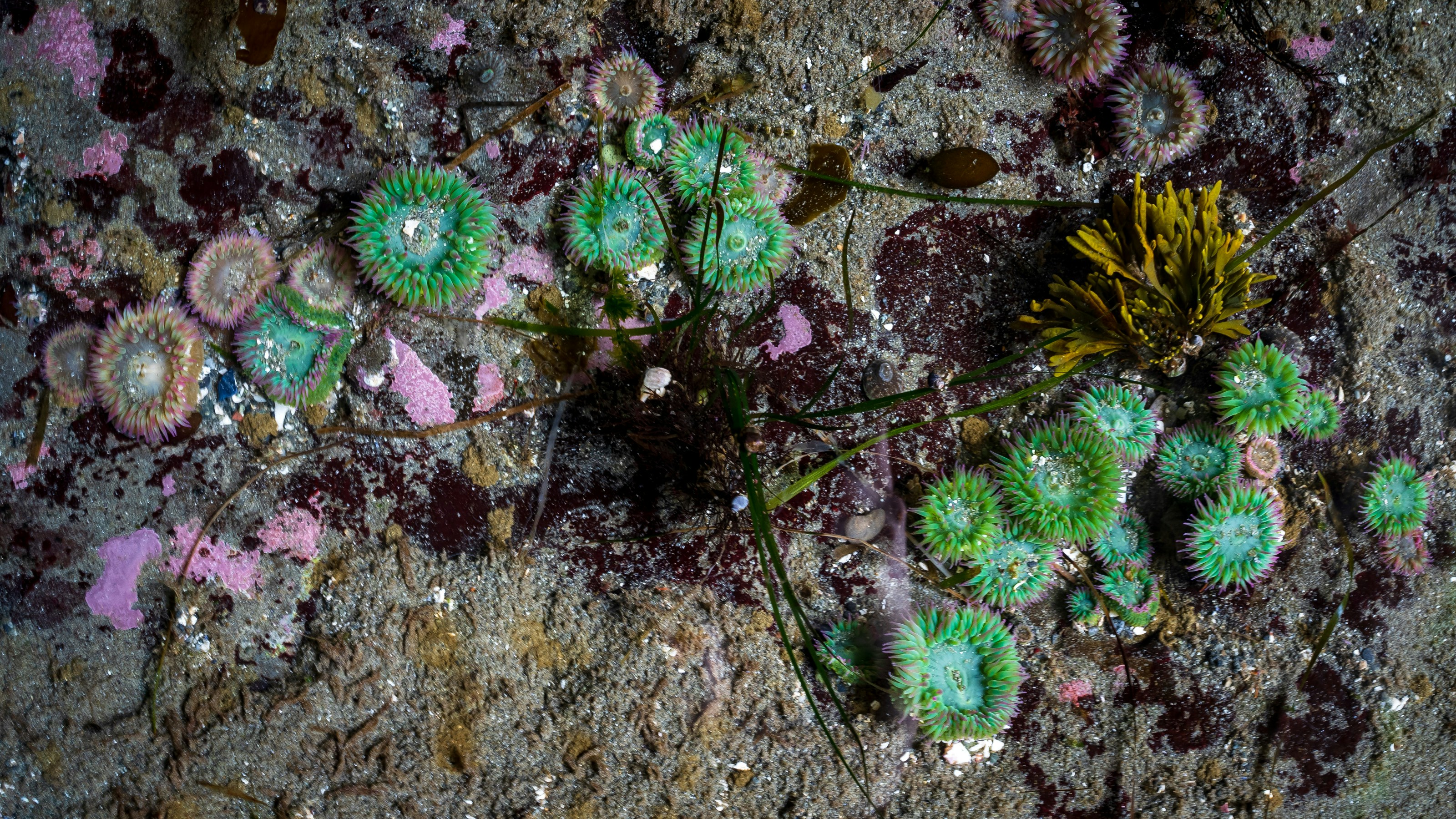 Neon Sea Urchins on a Weathered Rock