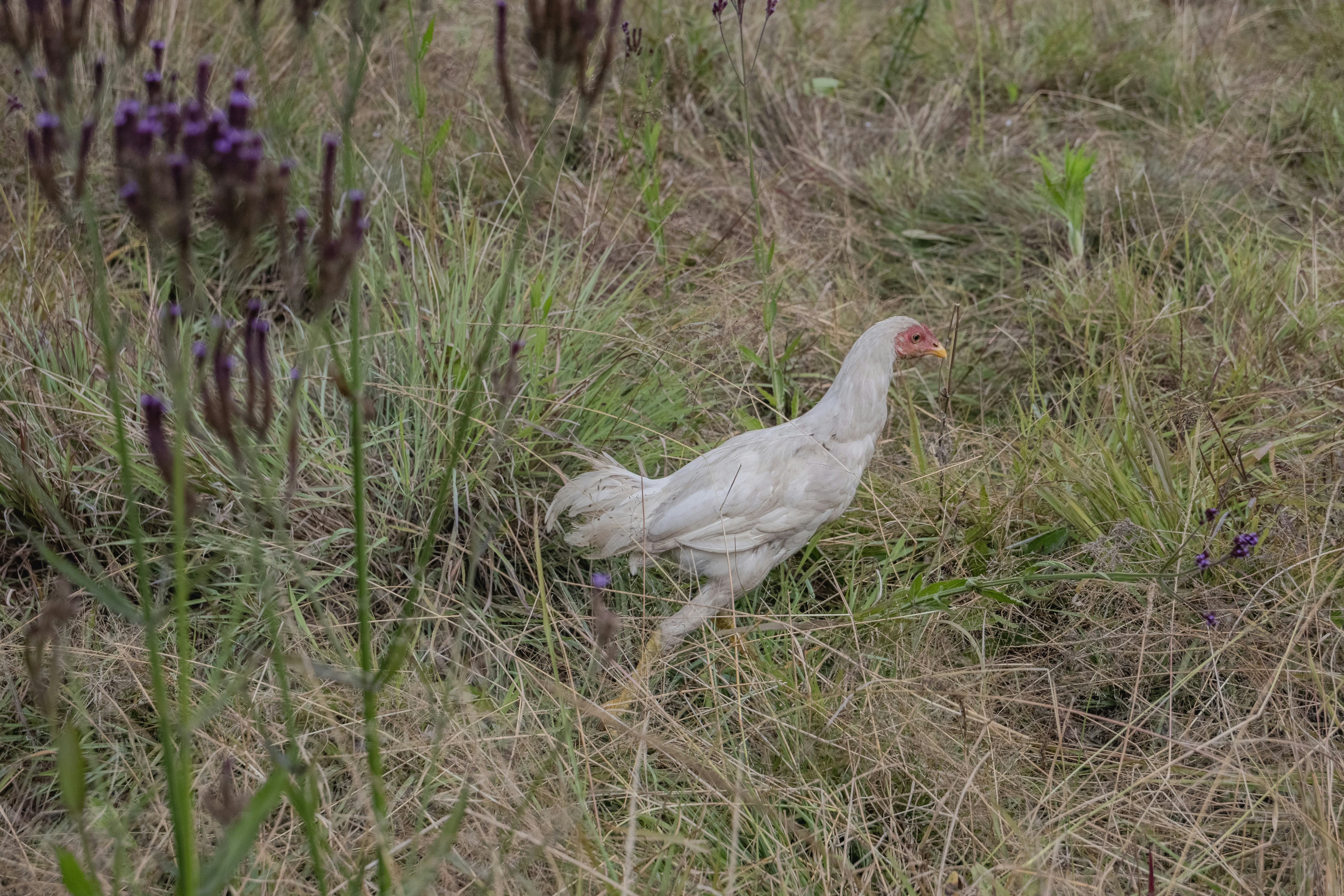 White hen in a grassy field, mid-stride