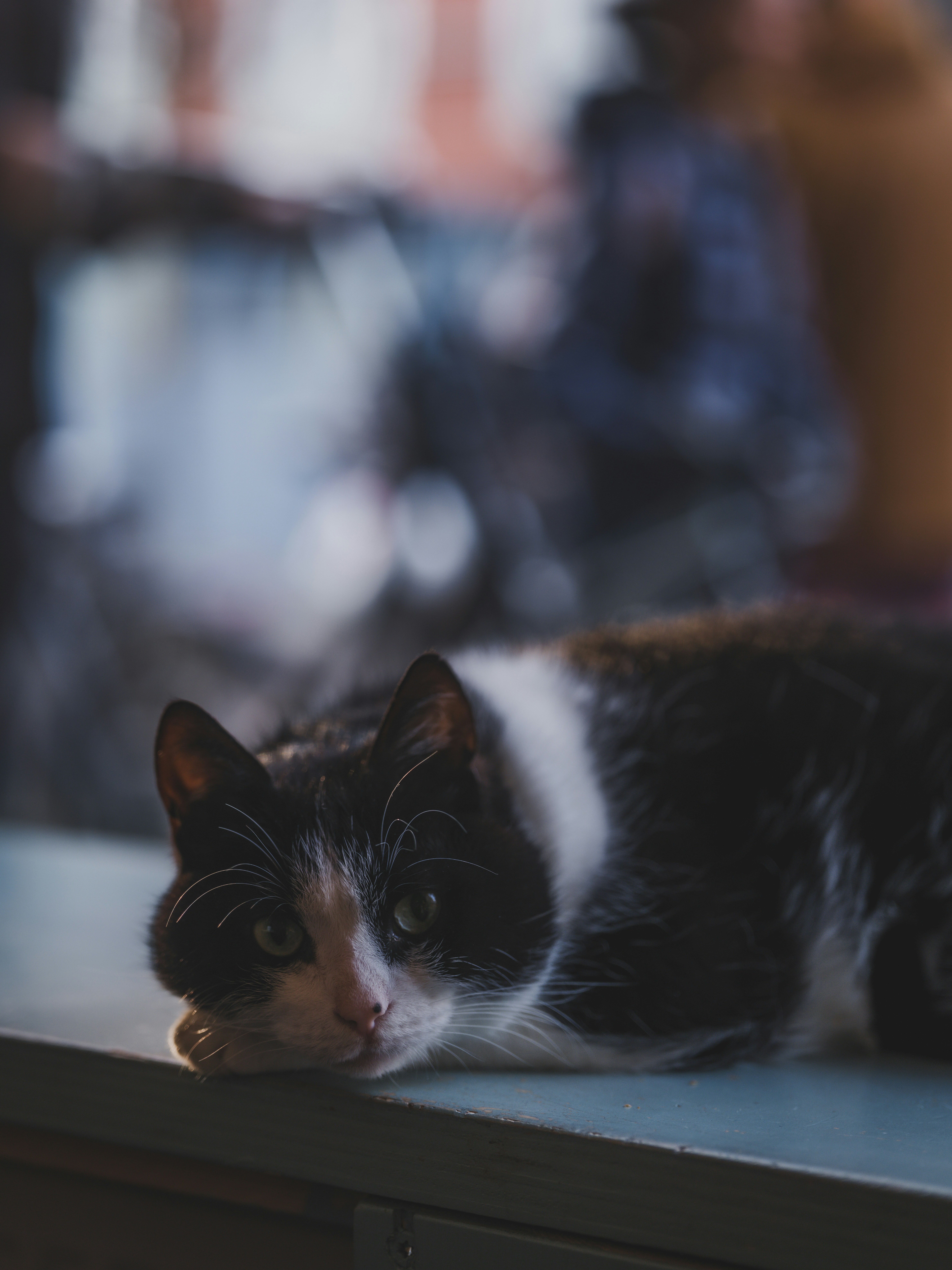 Cozy Cat Lying in Dappled Window Light
