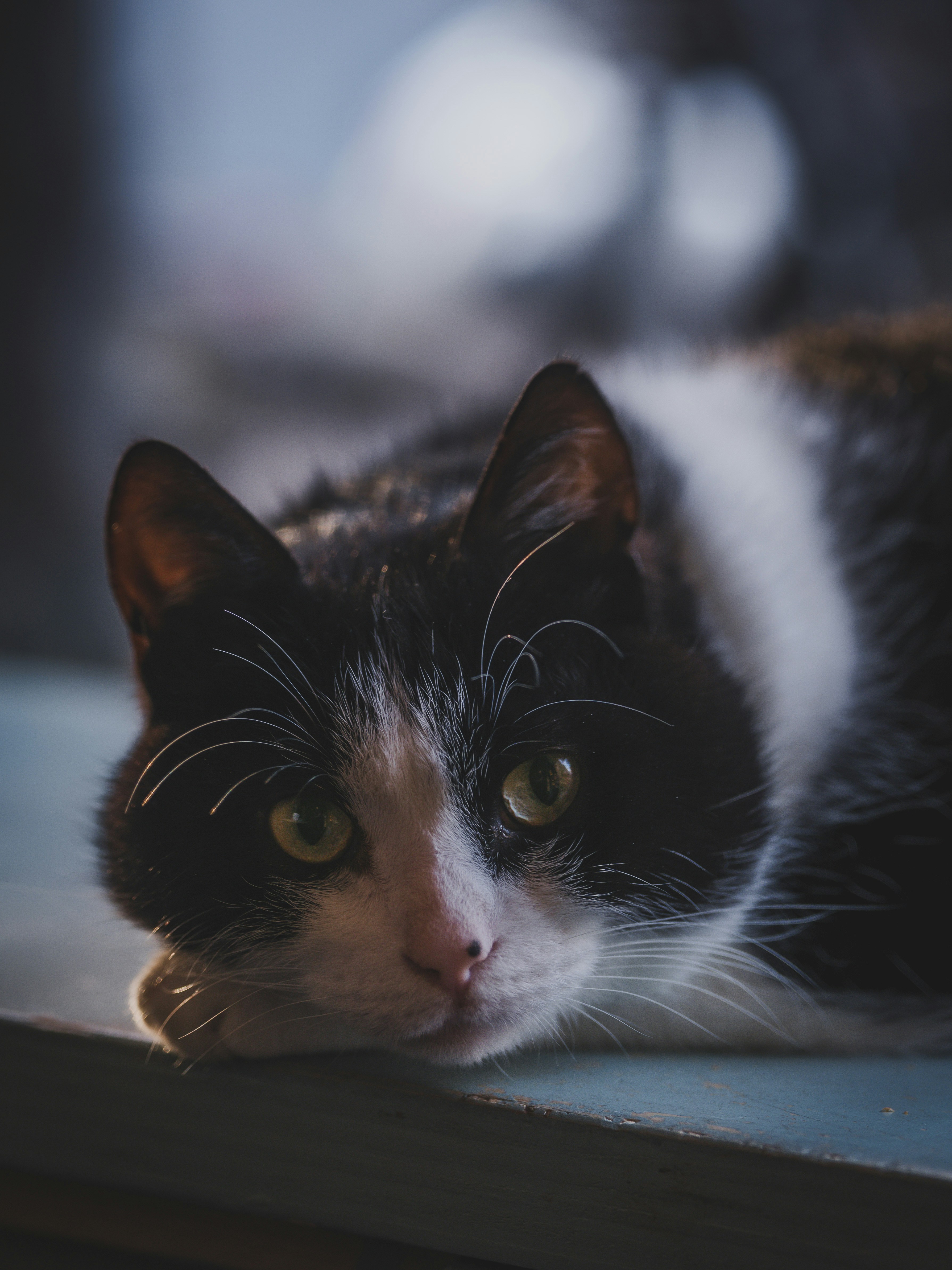 Curious Sublime: The Cat's Quiet Gaze on a Soft Evening