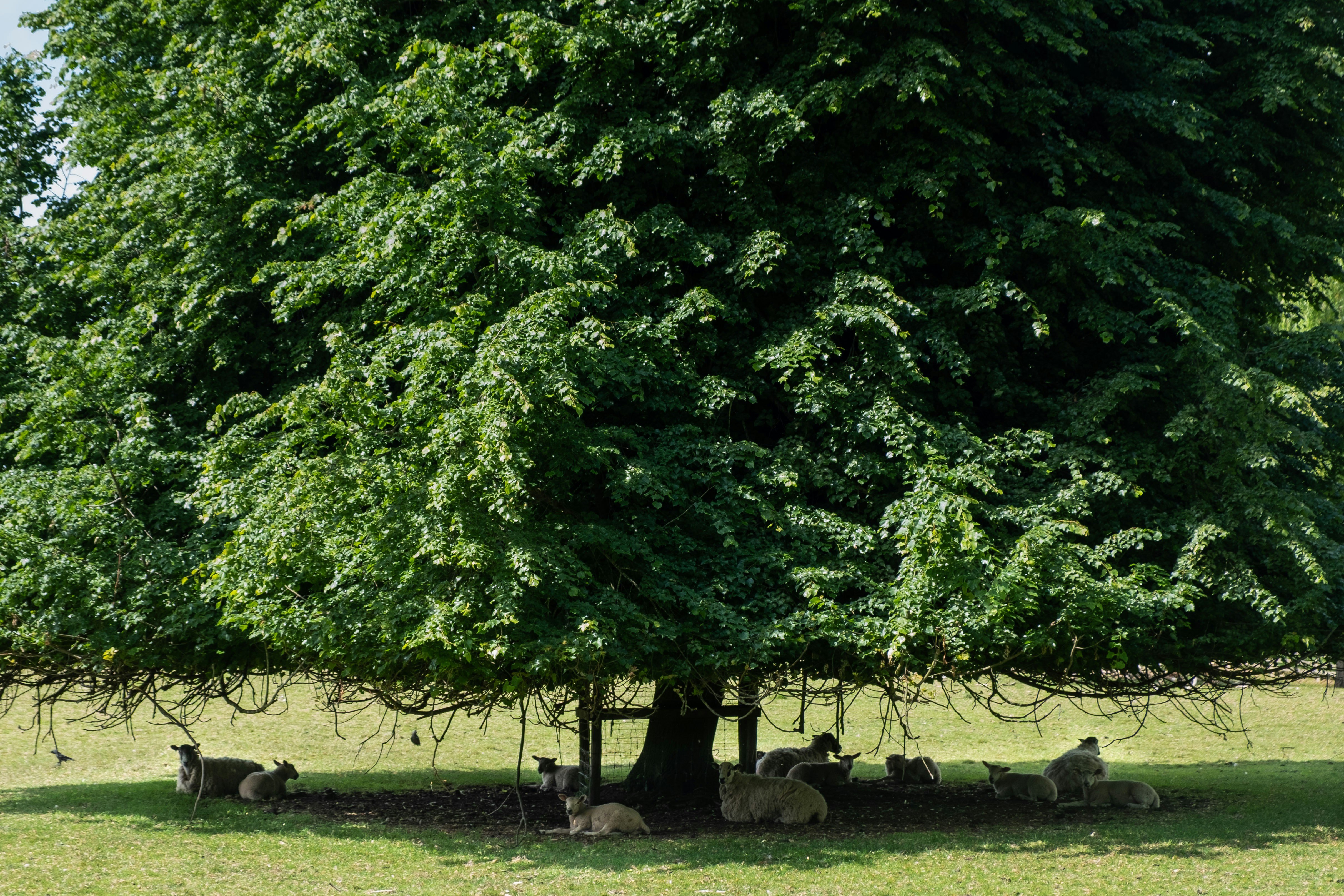 Shaded Commons: A Willow Tree with resting sheep