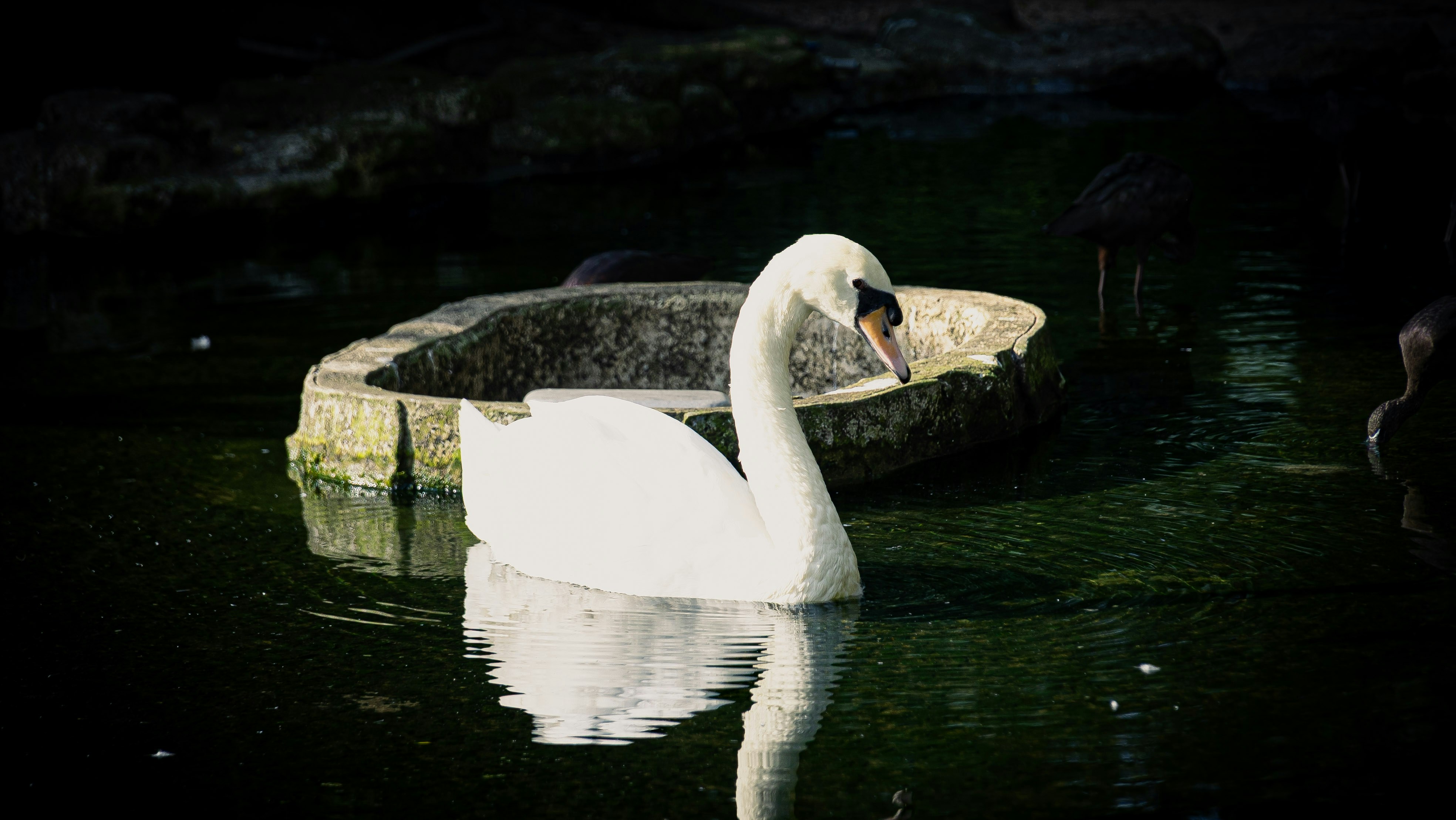 Silhouette of a White Swan Guarding a Circular Stone Basin