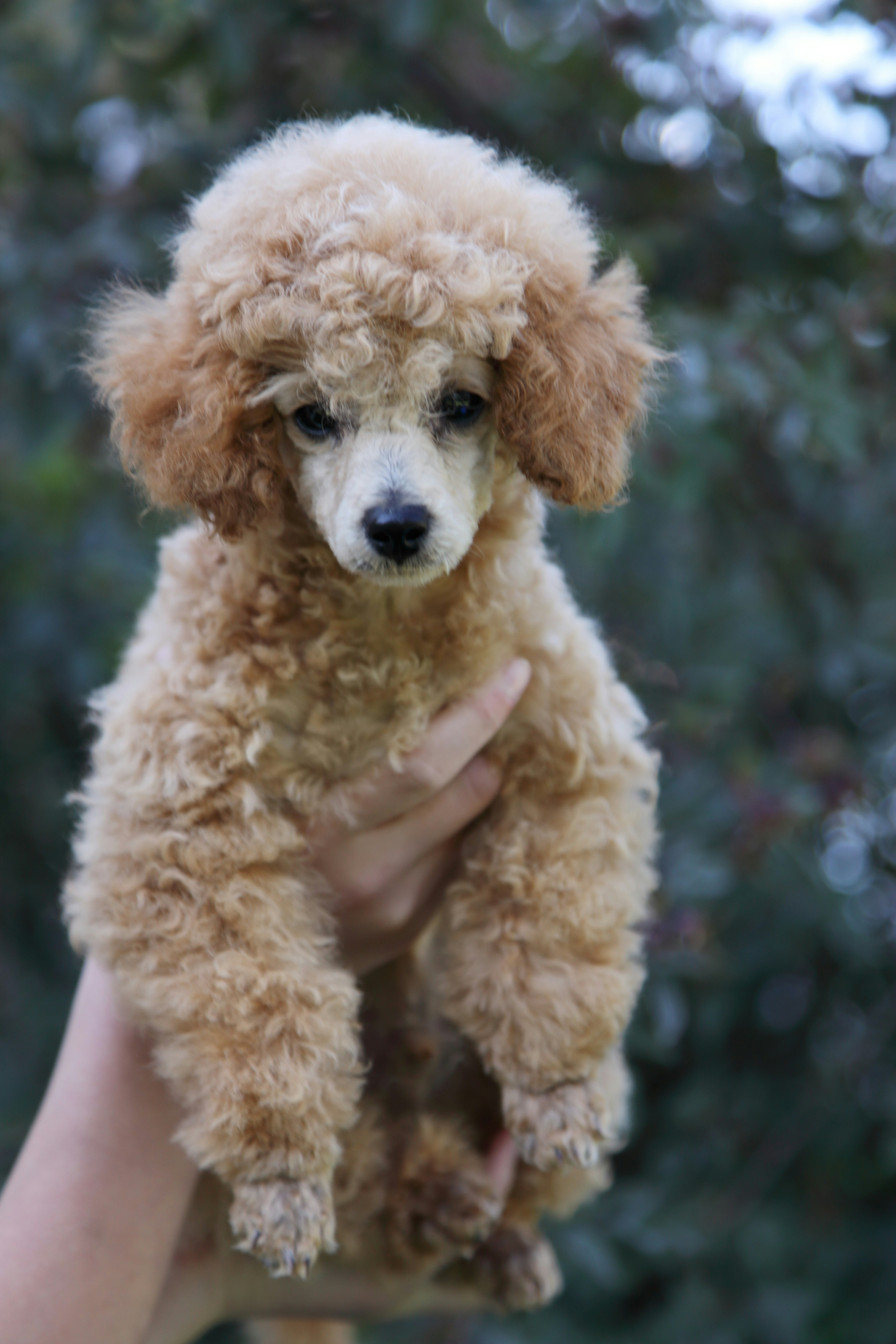 Fluffy Paws and Gentle Gaze: A Puppy Held aloft