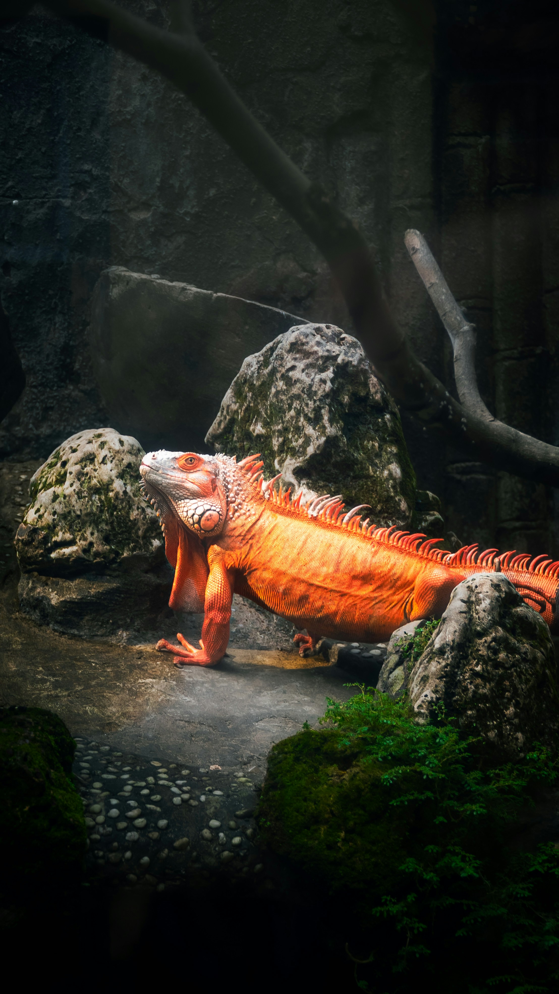 Emerald Ember: A Pleated Dragon Among Mossy Ruins