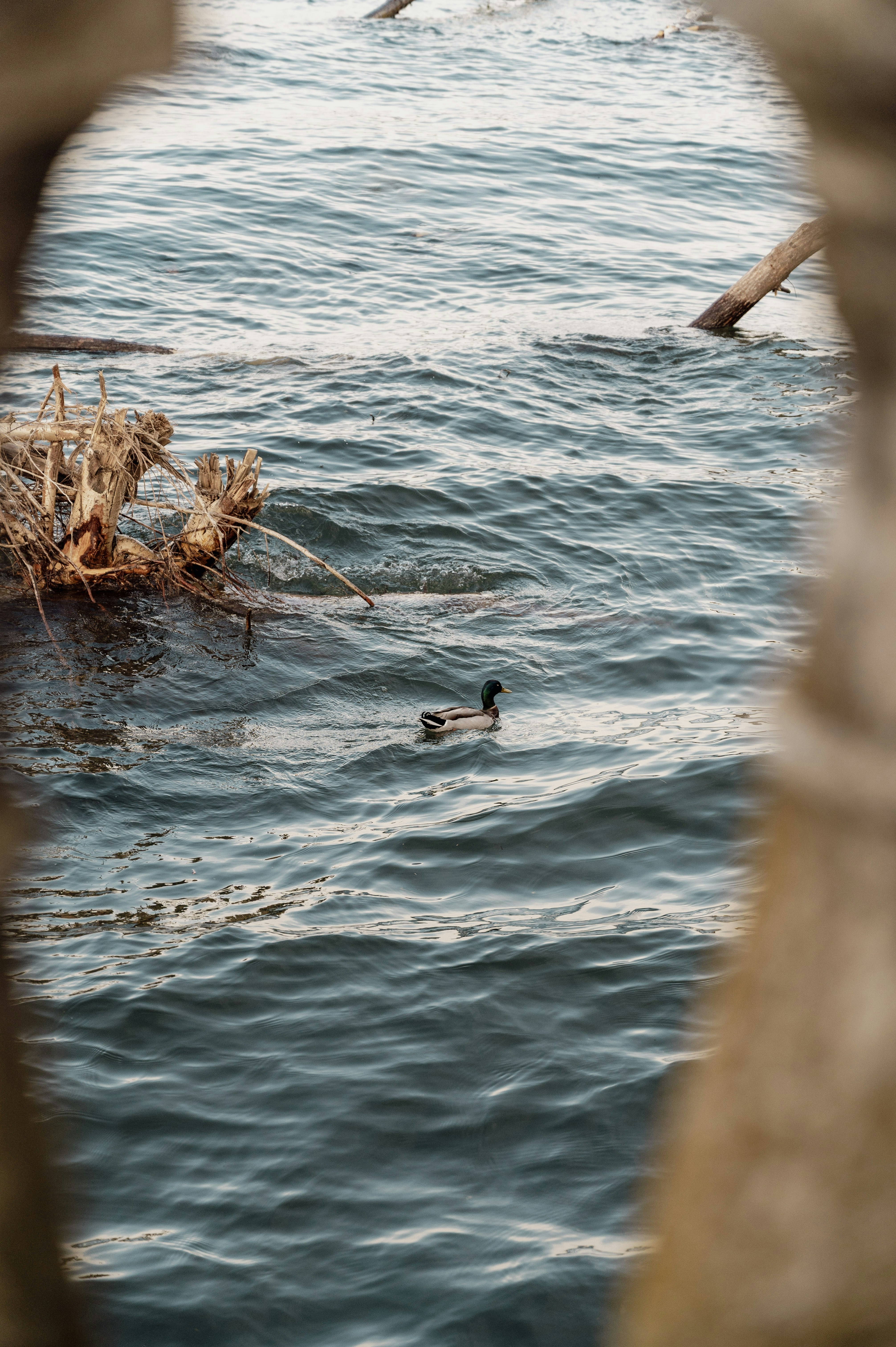 Duck Amid Blue Ripples: A Quiet Break in the Water