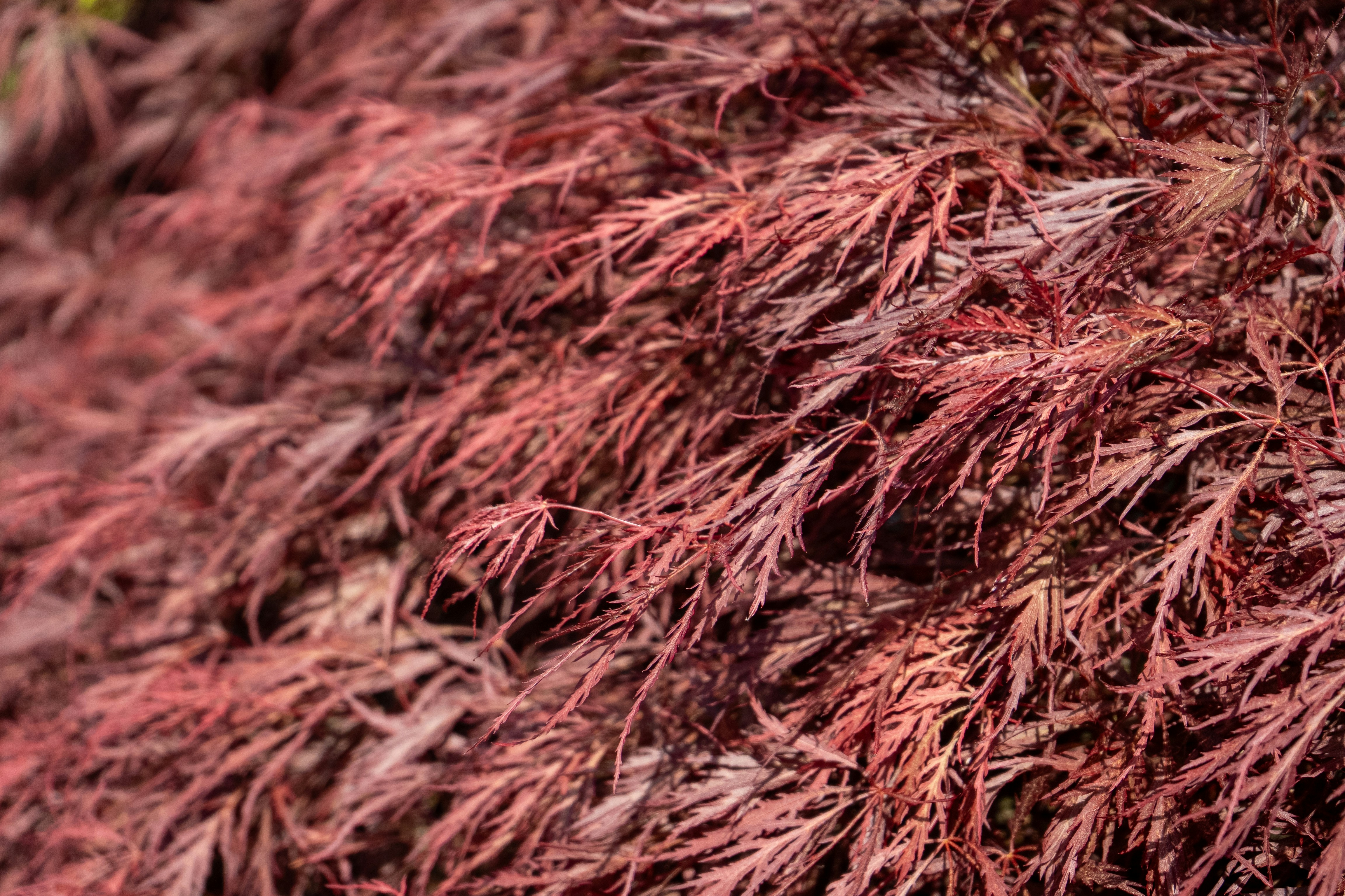 Crimson Cascade: close-up of autumn foliage