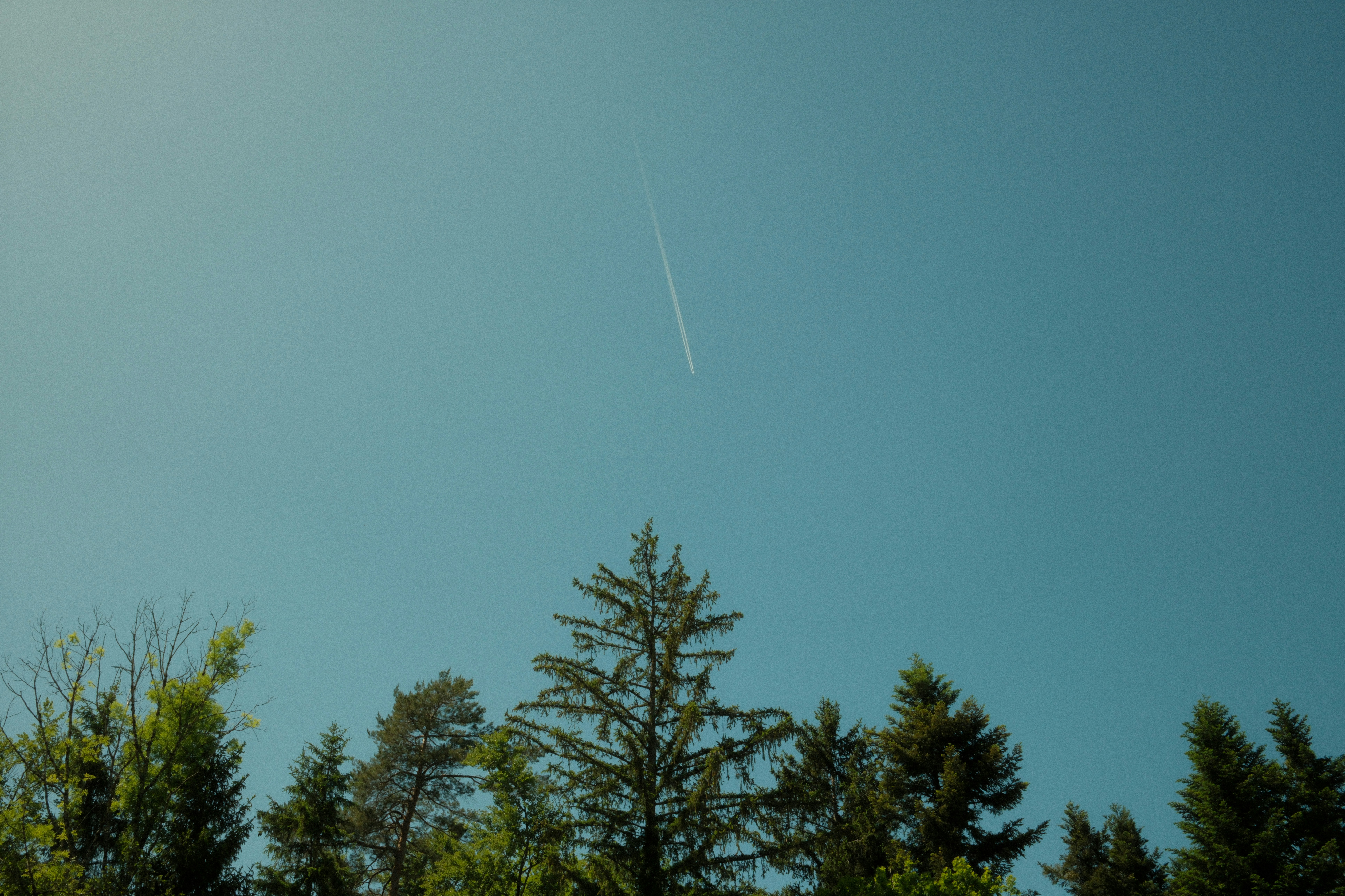 A clear blue sky with a contrail above green treetops.