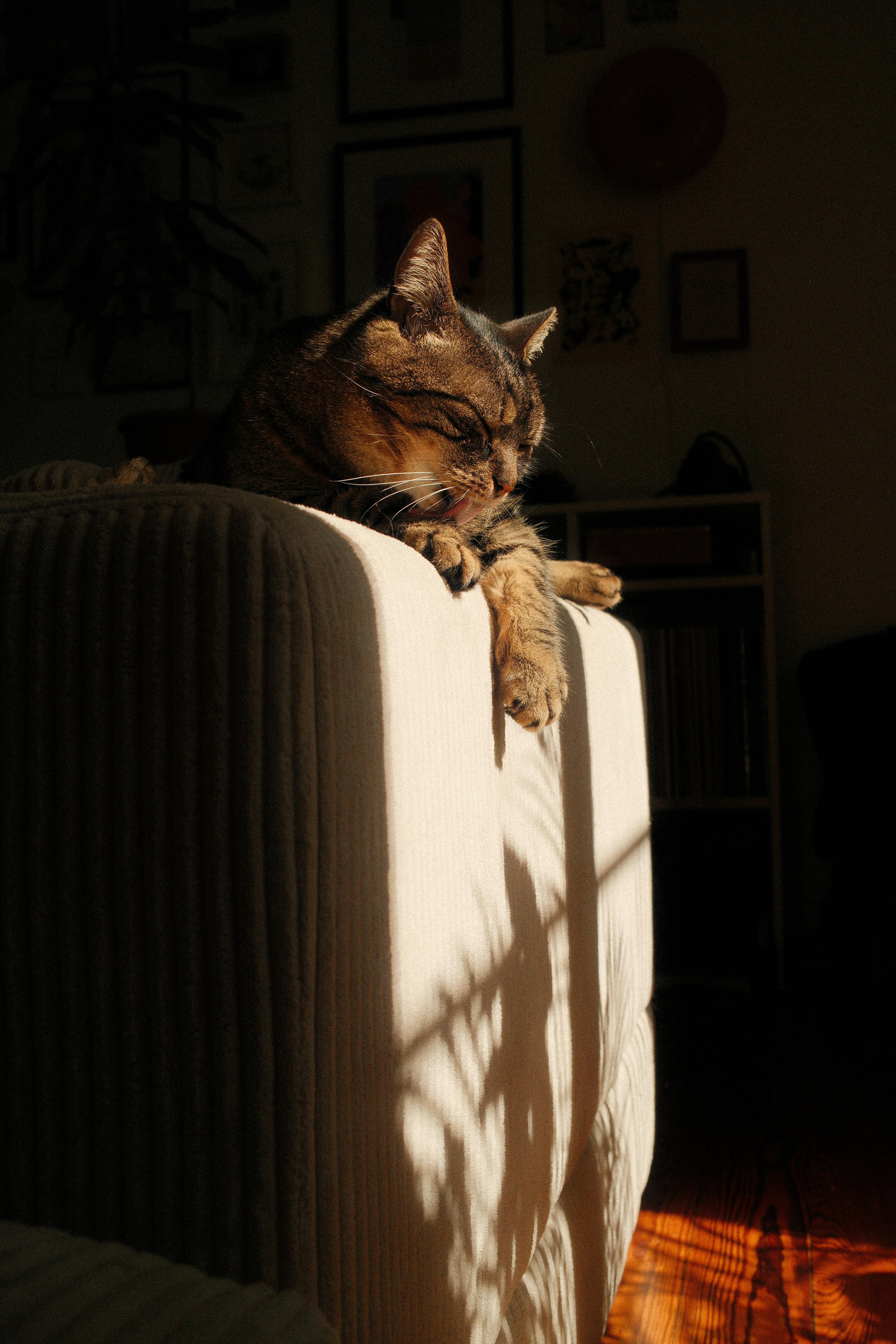 Sunlit Doze: A Cat Dozes Over the Arm of a Sofa