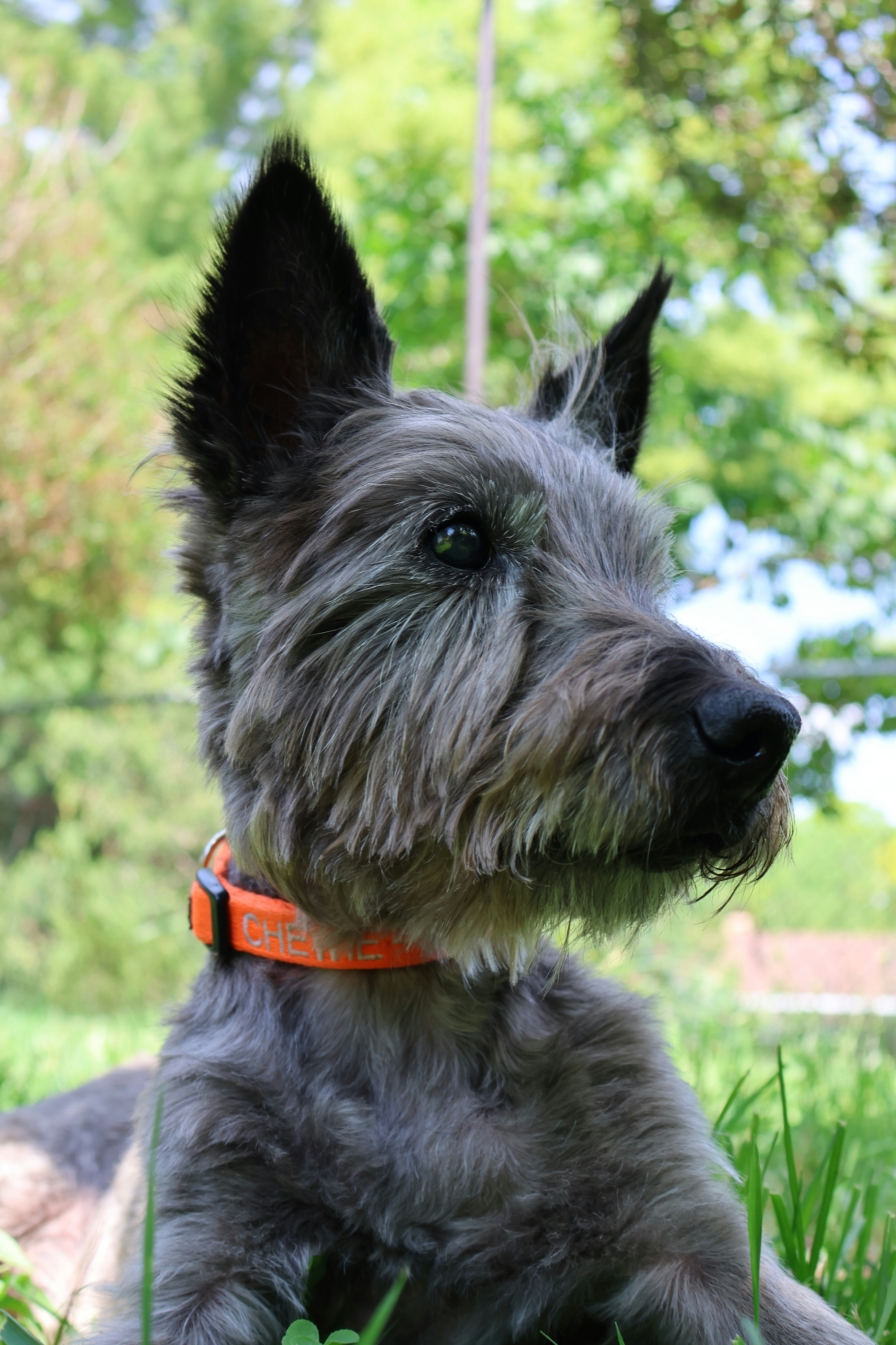 Grey Terrier in Sunlit Garden: Focused Gaze and Textured Fur