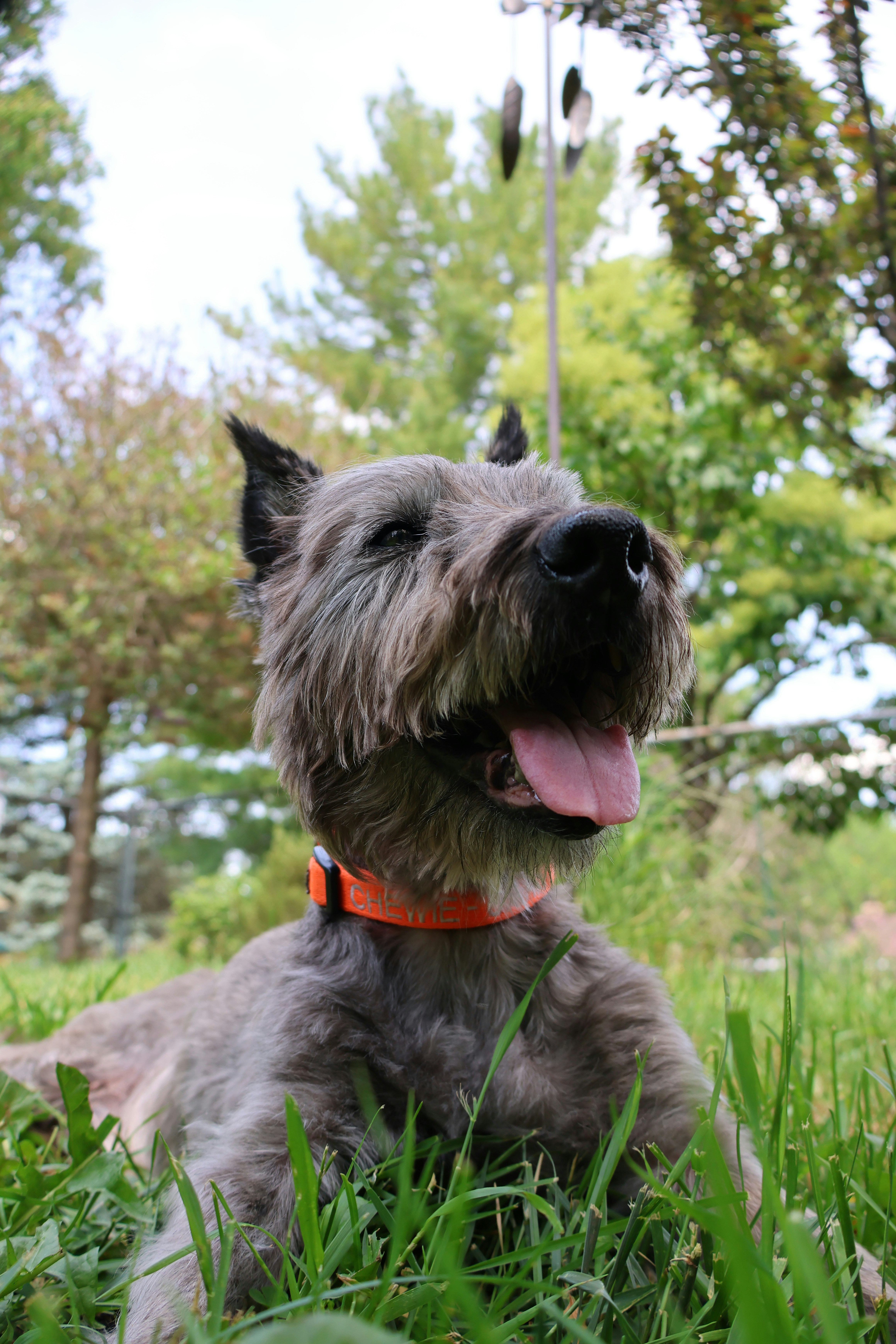 Grinning Hound in a Sunny Green Haven