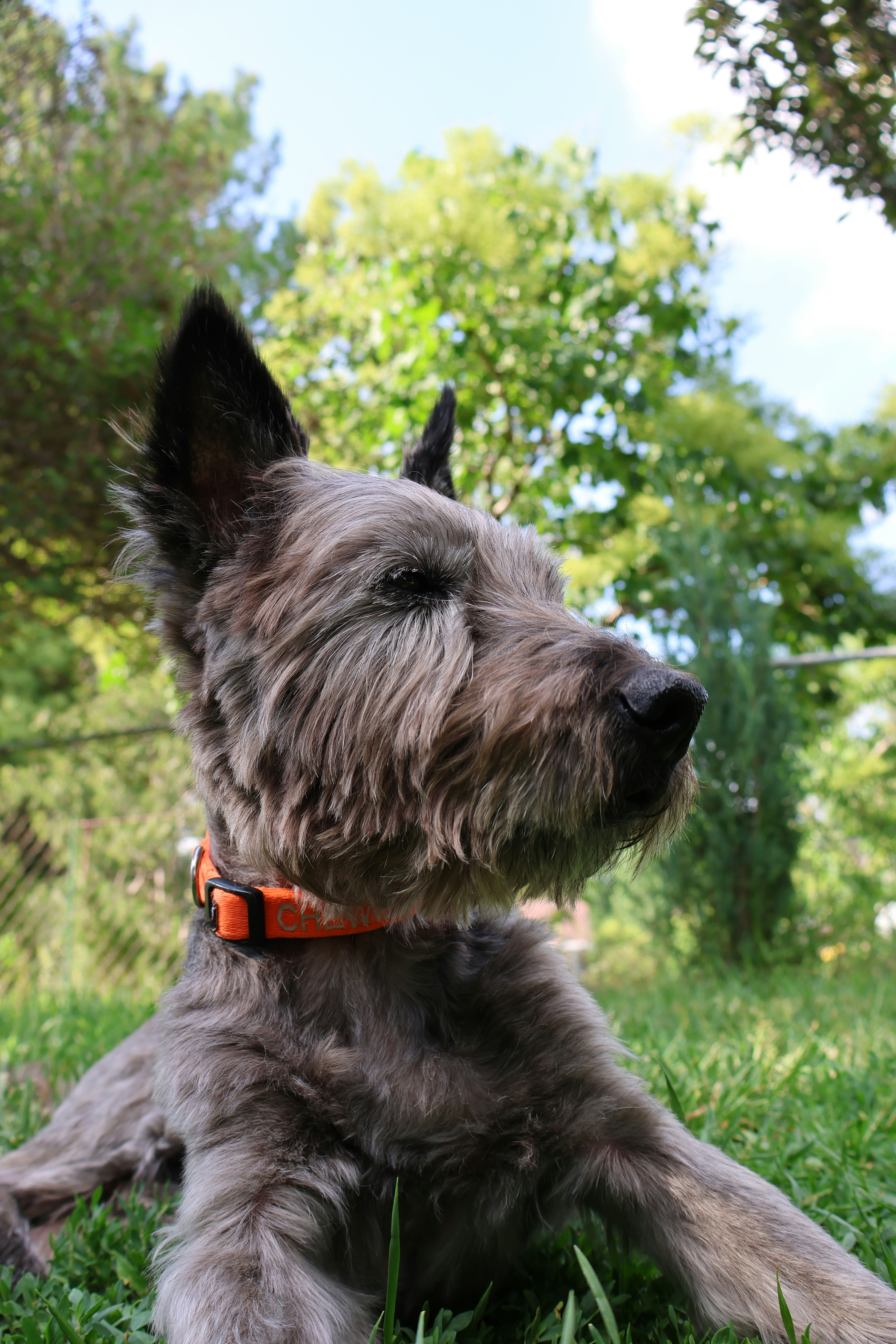 Mr Chewie enjoying the early evening with Snowdance Lilac Tree in the background