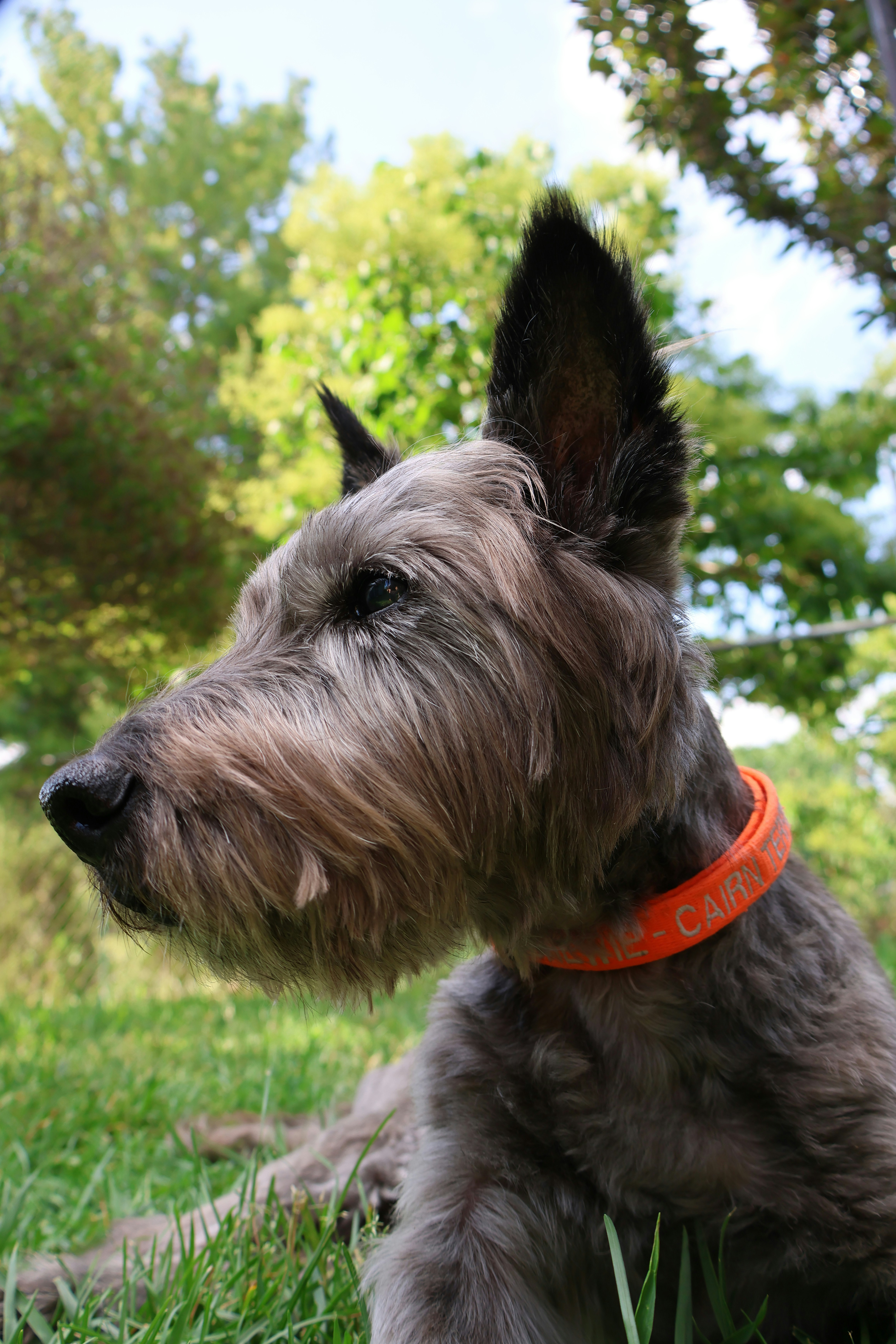 Amber Collar, Awake in the Park
