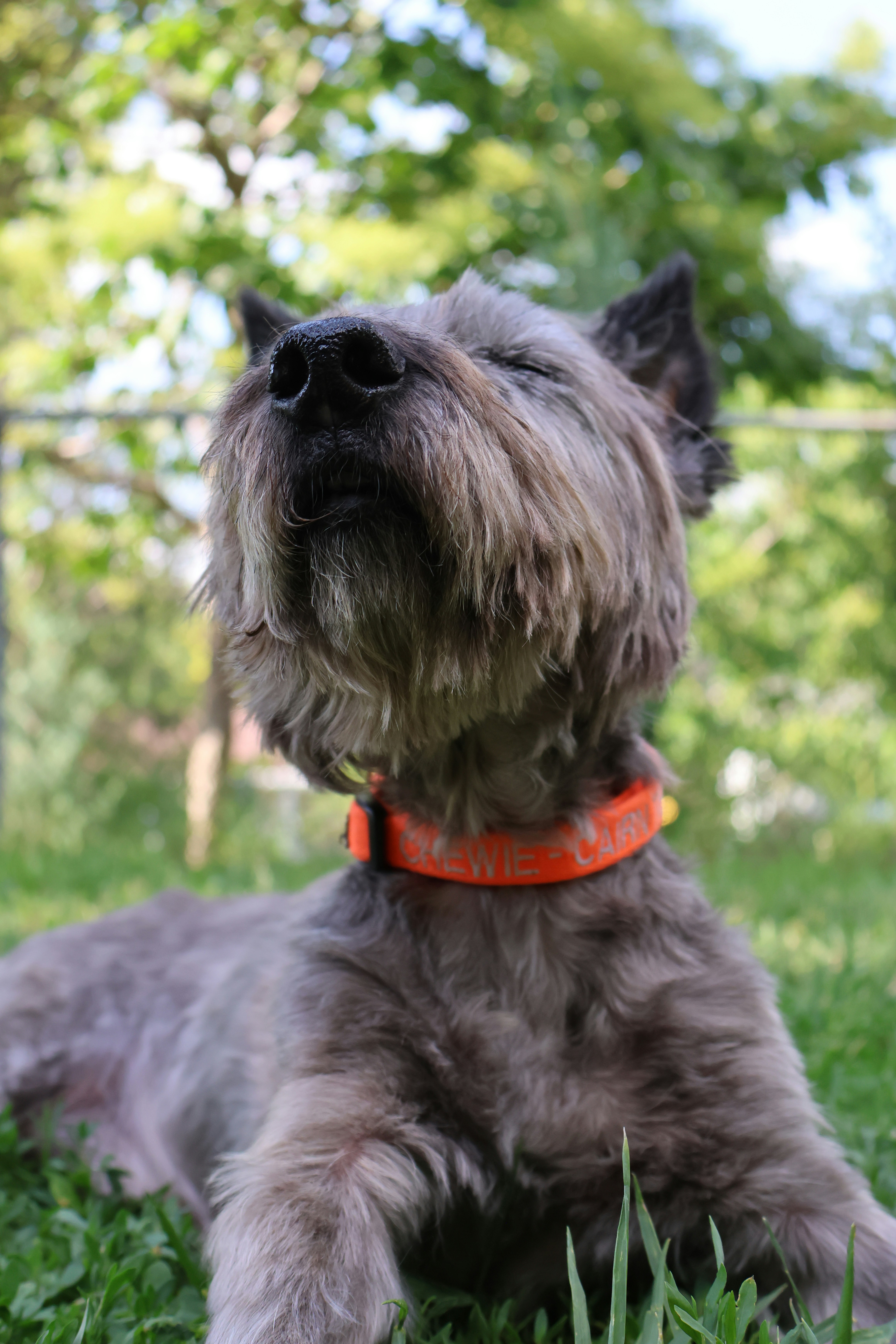 Close-up on a curious Schnauzer in sunlit backyard