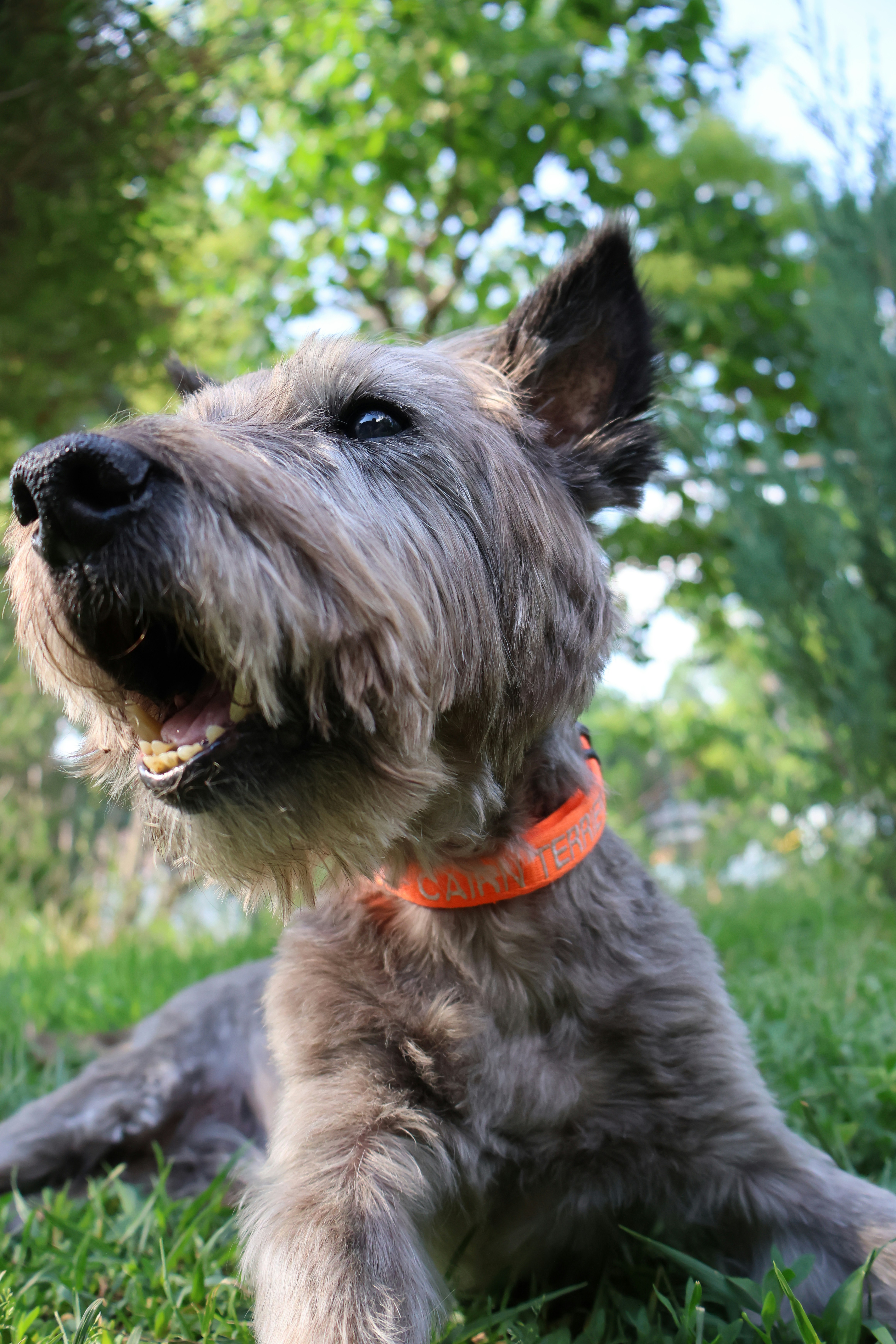 Mr Chewie enjoying the early evening with Snowdance Lilac Tree in the background