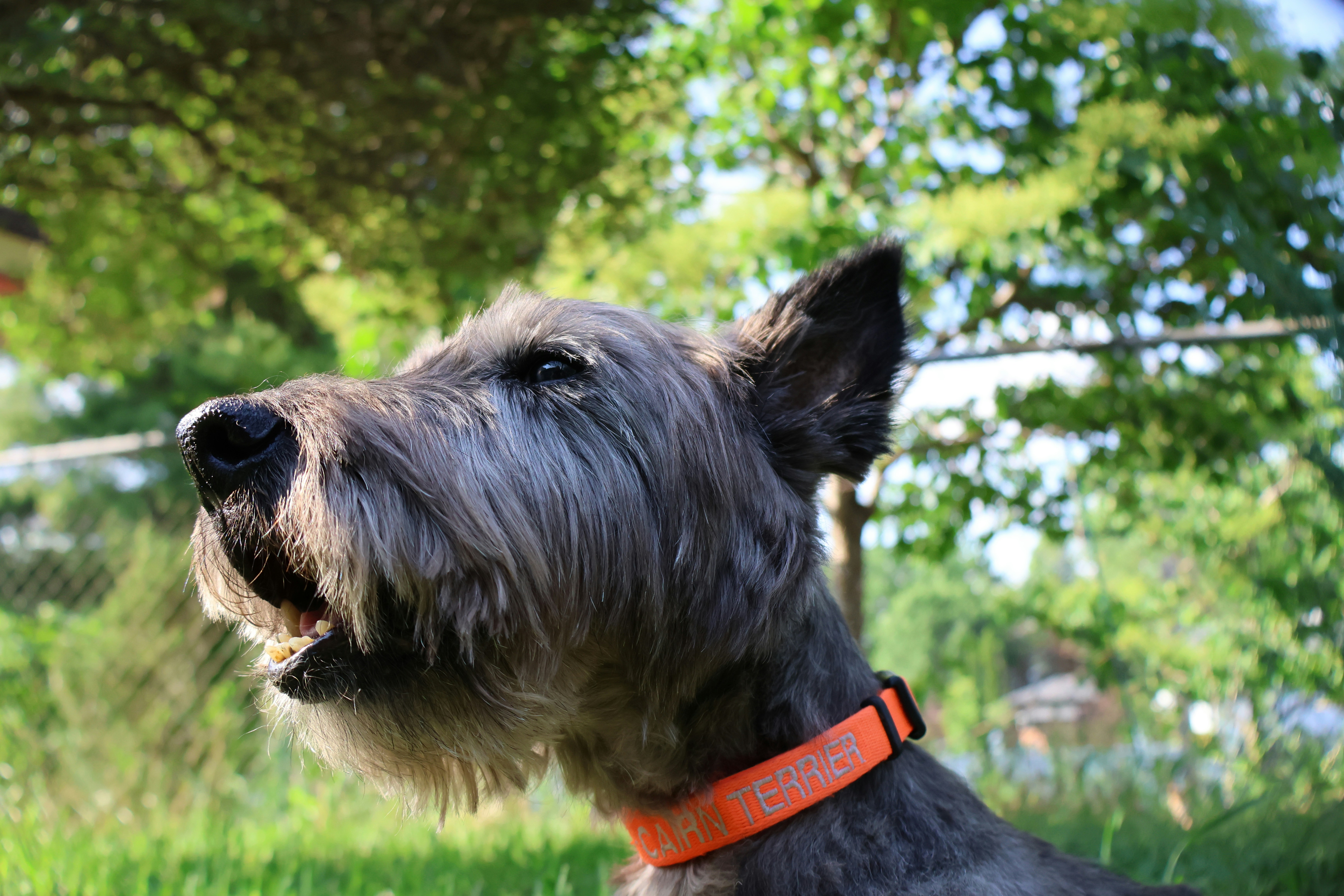 Mr Chewie enjoying the early evening with Snowdance Lilac Tree in the background
