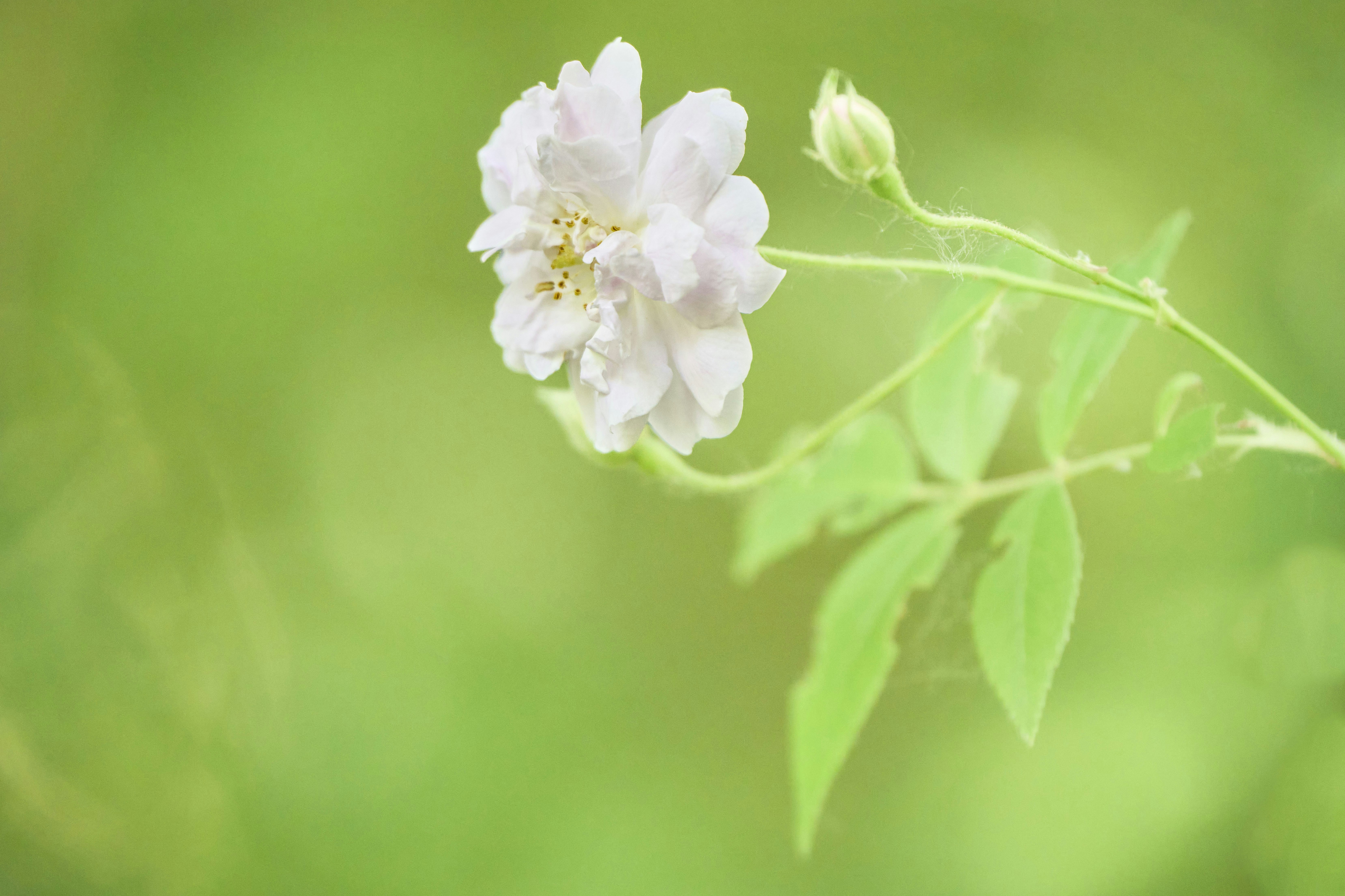 Petite Blossom at Dappled Dawn