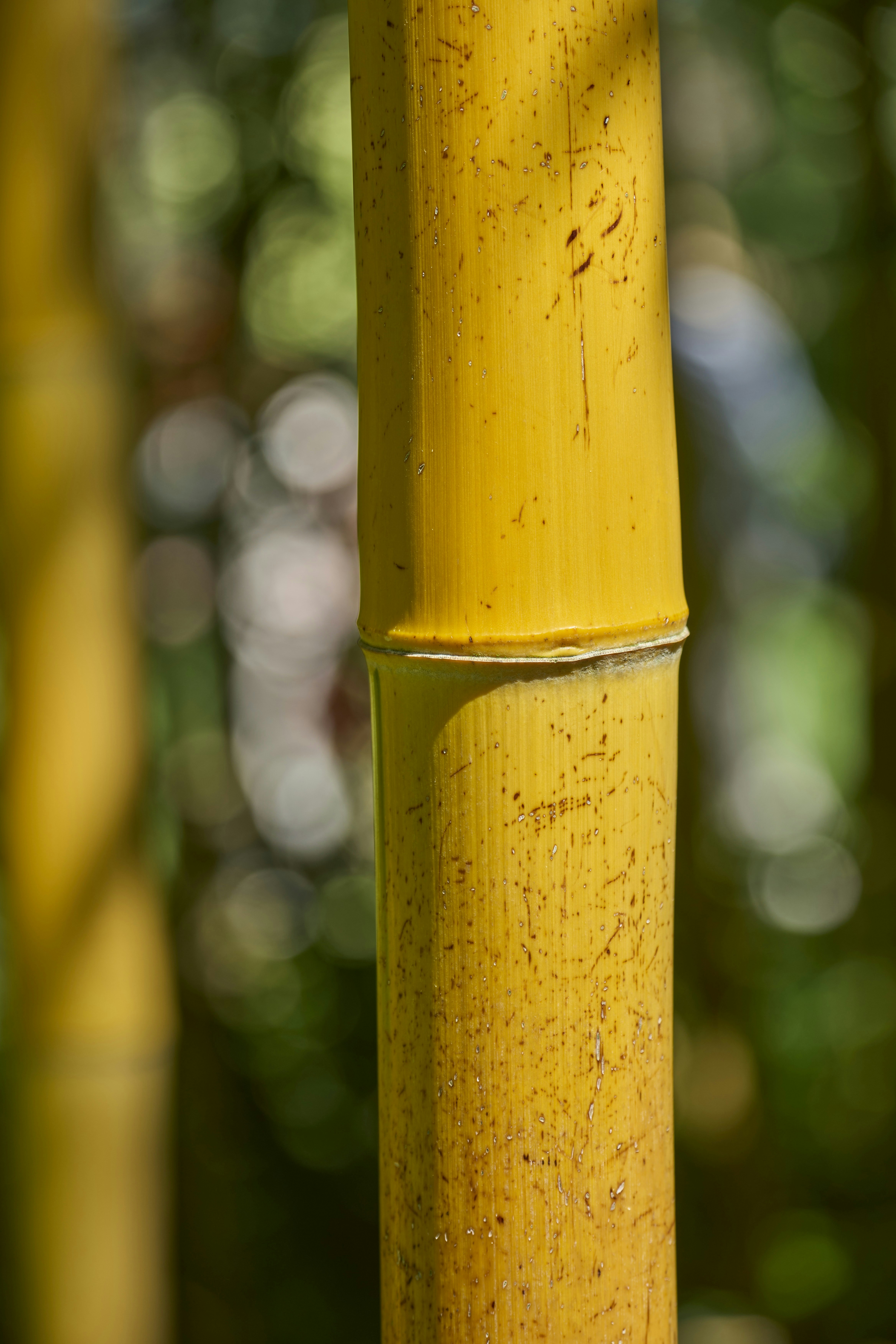 A vibrant yellow bamboo stalk with a blurred green background.