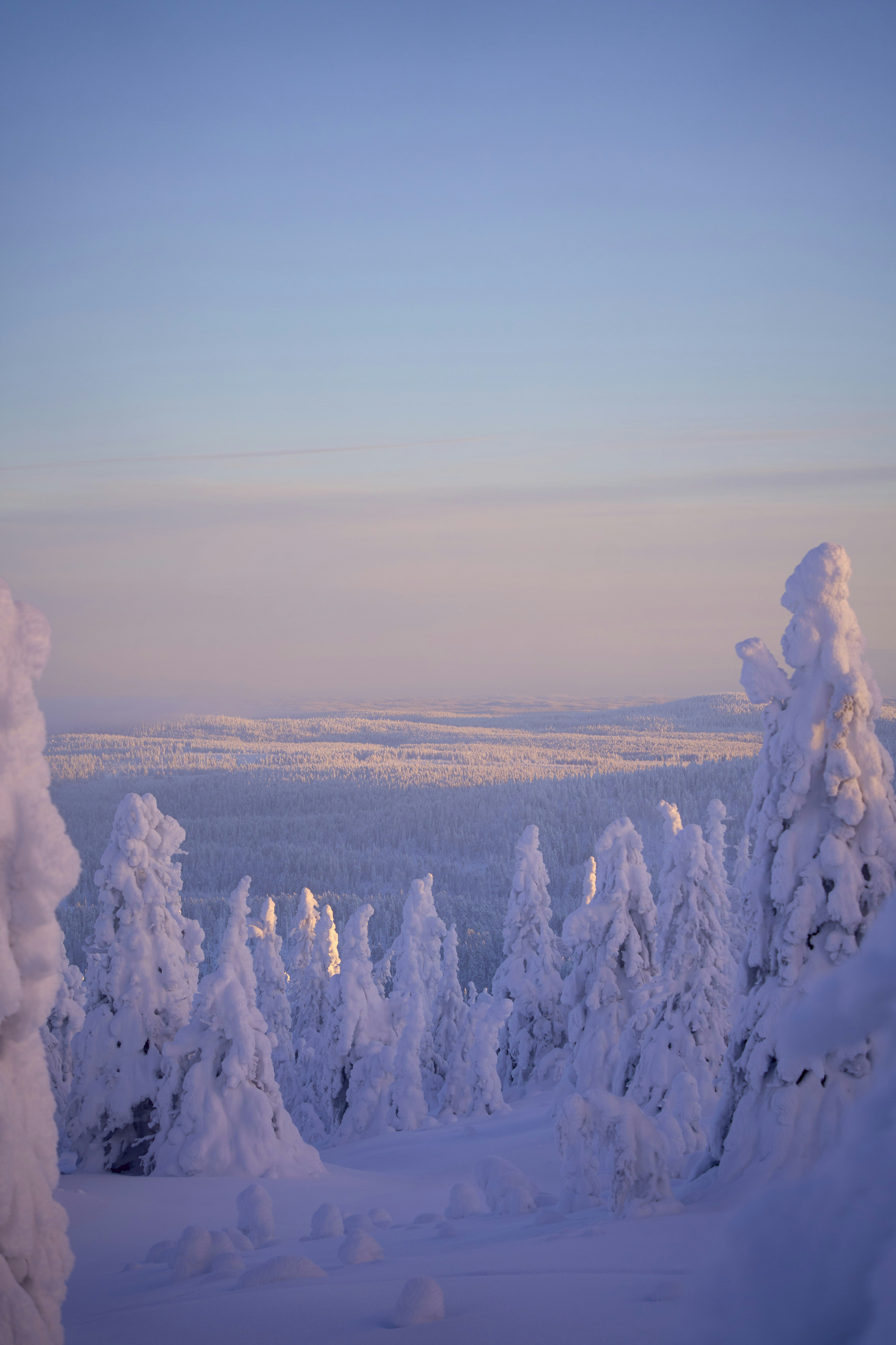 Dawn Frost over Silent Forest Summit