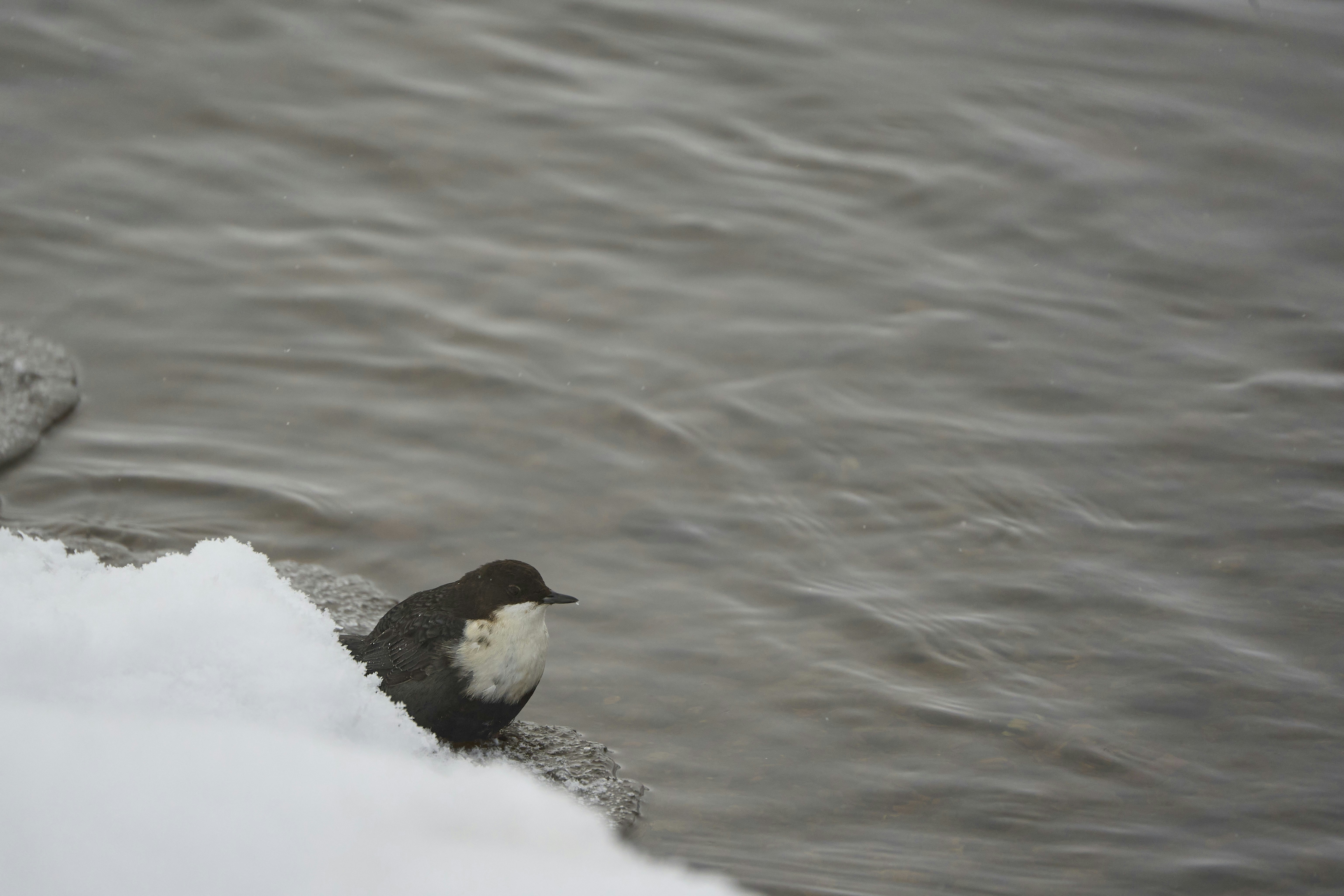 Snowy Edge Standoff: A Black-Capped Bird in Quiet Water