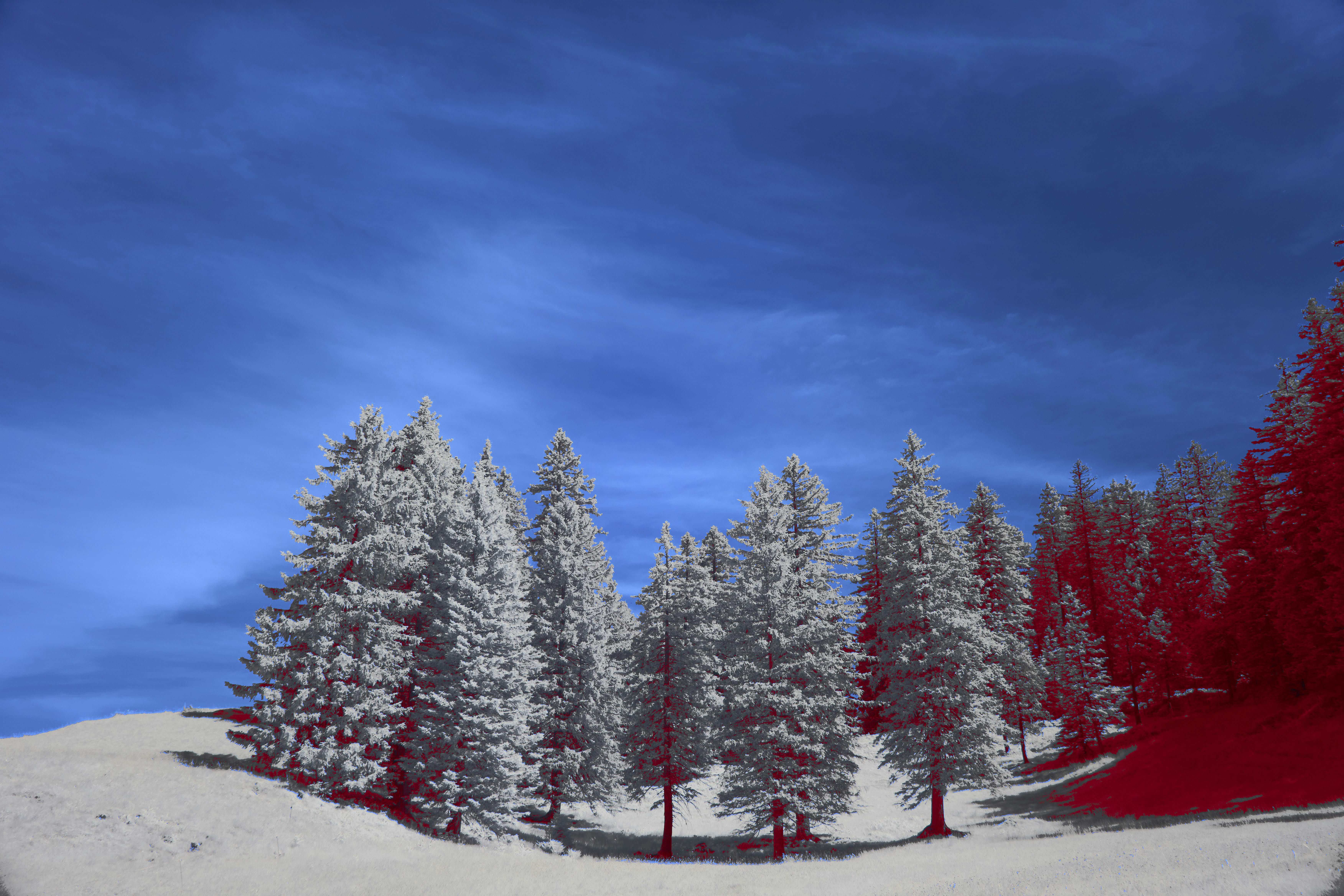 Snow-covered trees under a vibrant blue sky with red accents.