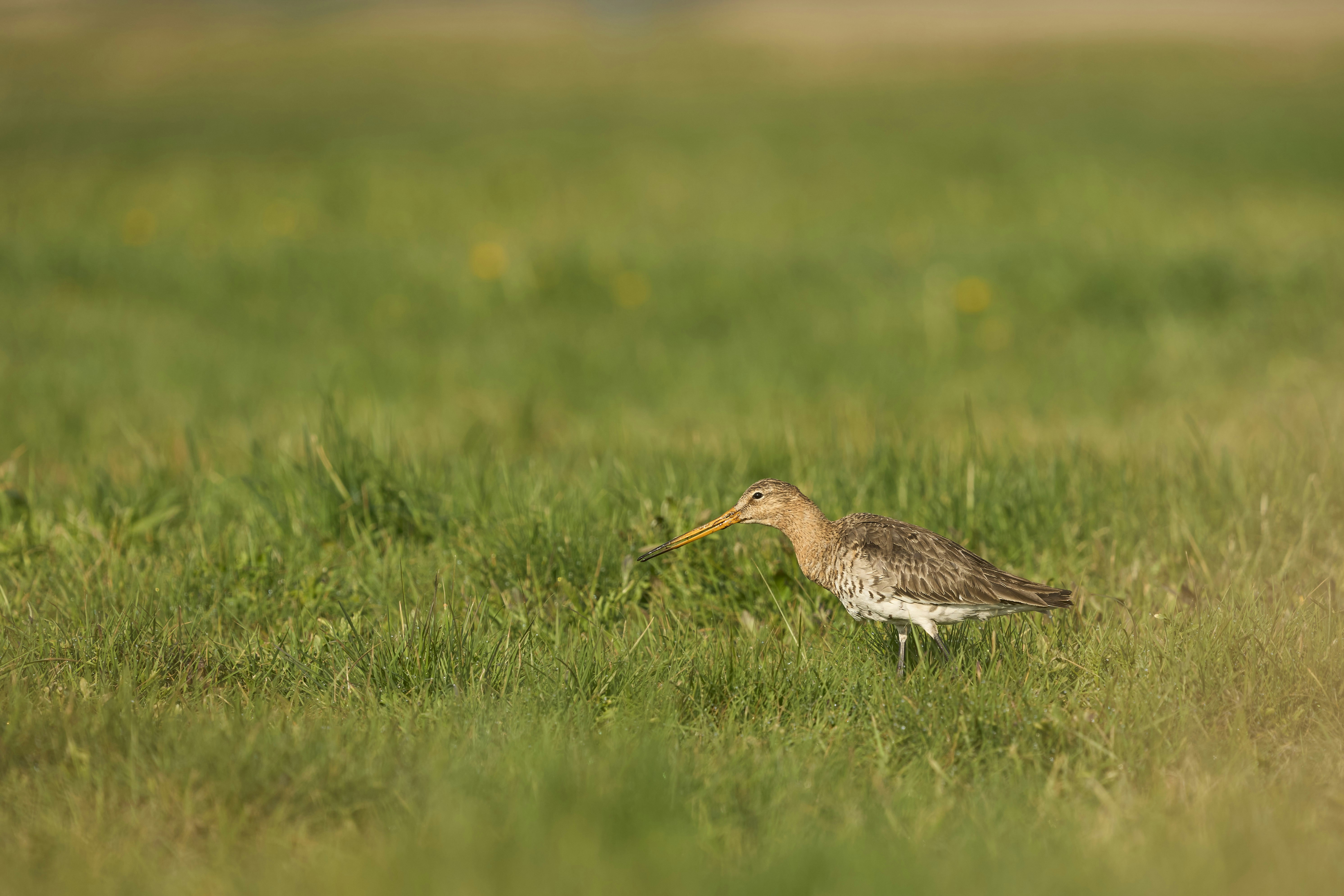 Golden-wabled Stilt in a Quiet Marsh