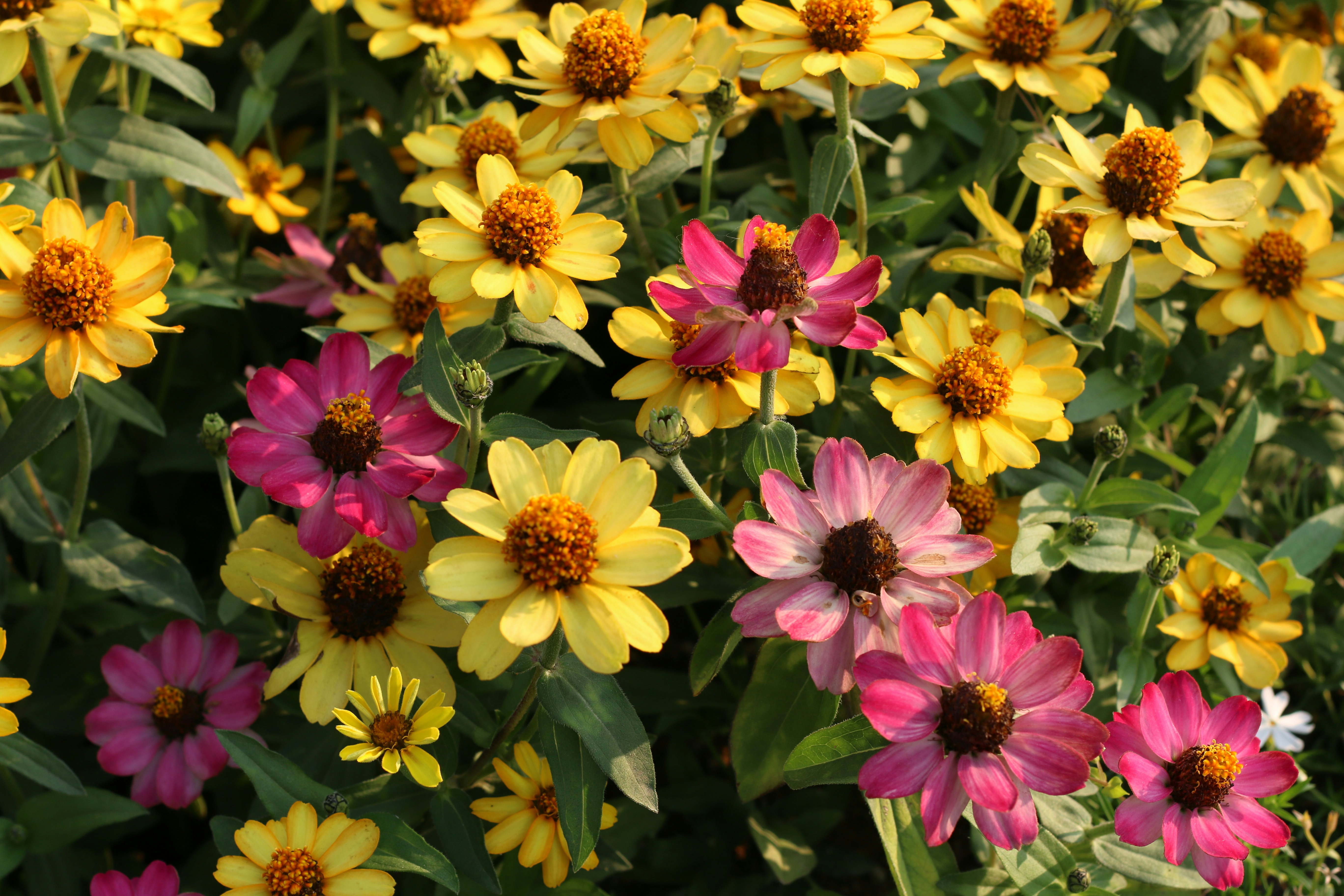 Sunlit Zinnias in Golden Hour Tapestry