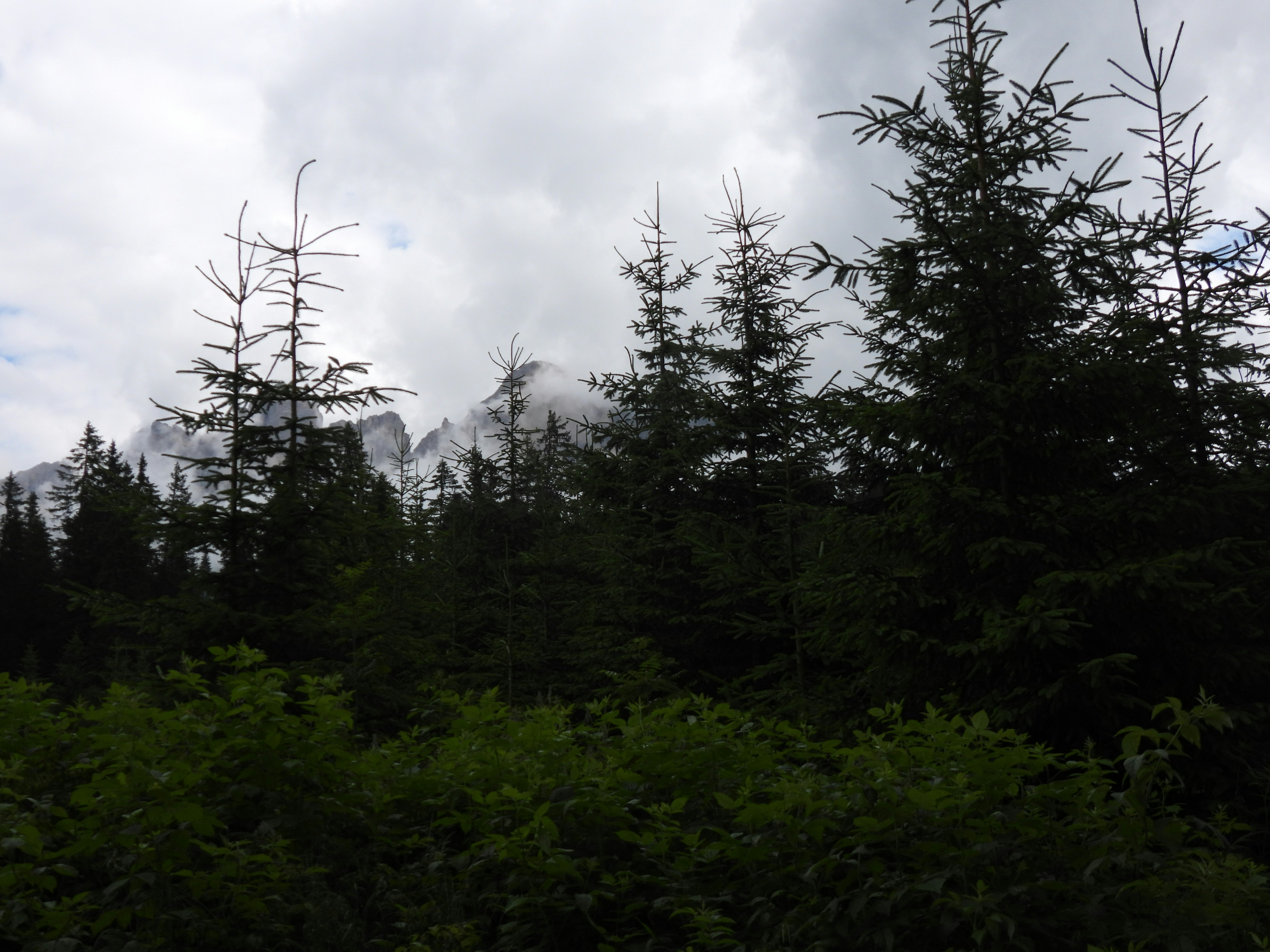 Dark evergreen forest with misty mountains under a cloudy sky.