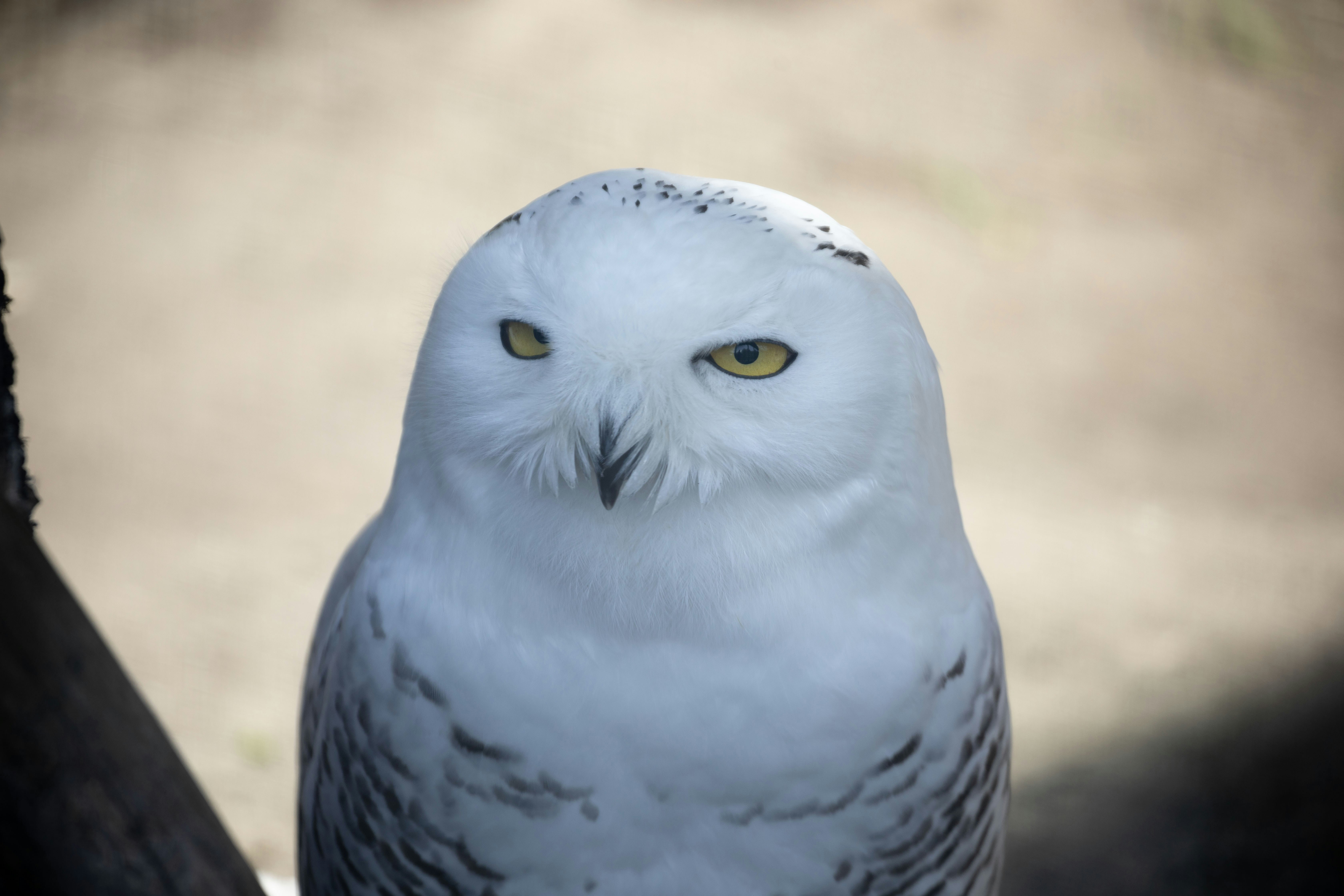Snowy Gaze: A Snowy Owl Stares Down the Lens